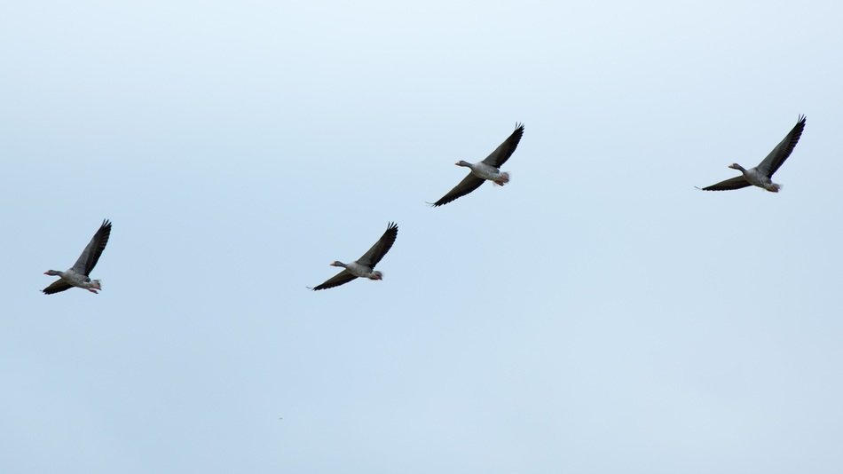 Migratory wild geese formation free image download