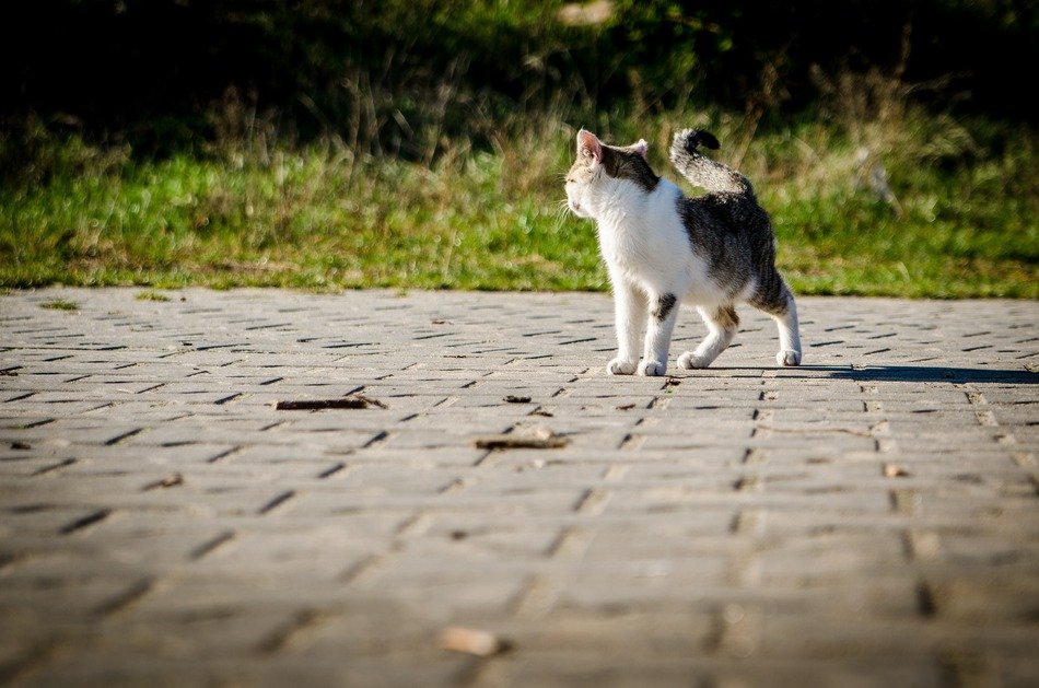 Cute kitten outdoor free image download