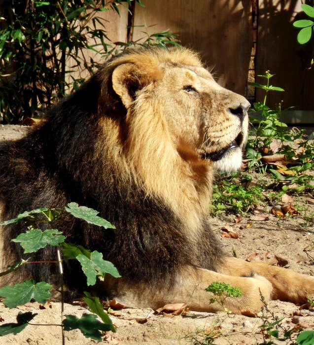 Lion at Zoo free image download