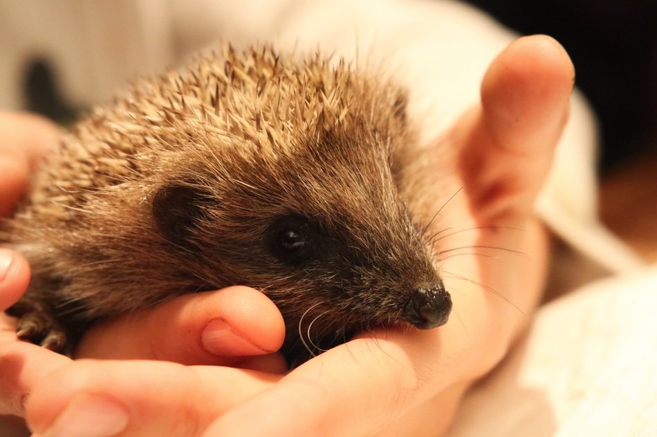 Hedgehog Breeding in hands close-up portrait free image download