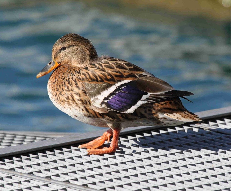 Cute duck on a lake bank free image download