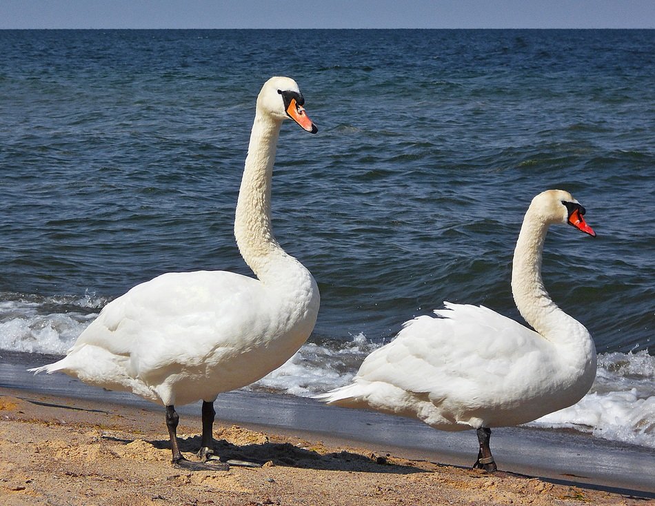 Two swans on the beach of the baltic sea free image download