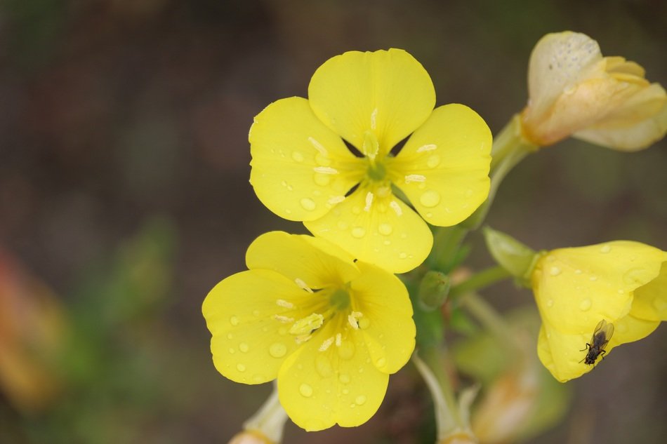 Pointed yellow Flower free image download