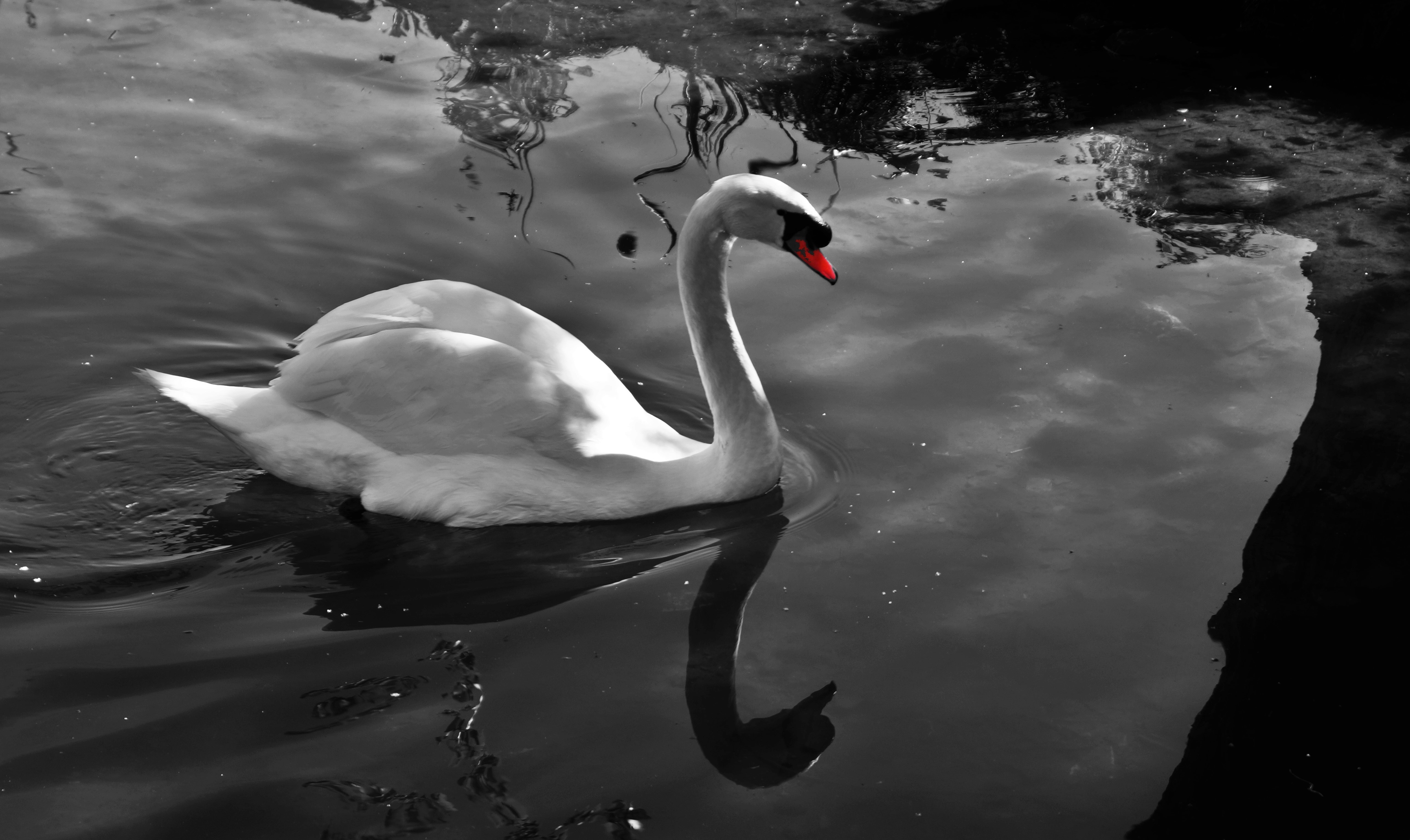 Enchanting Swan free image download