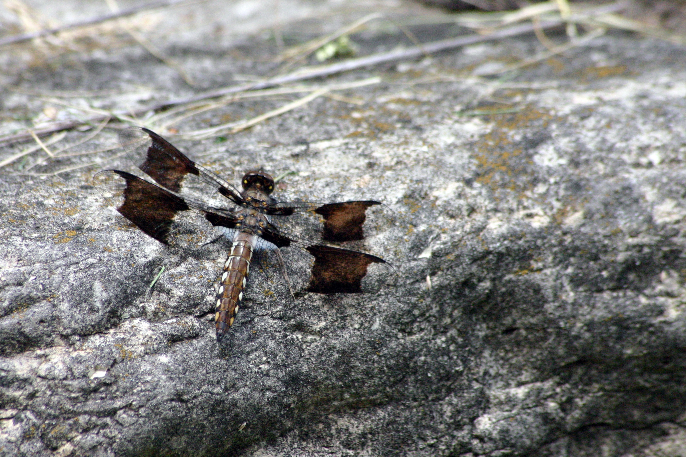 Beautiful and colorful dragonfly on the rock in summer free image download
