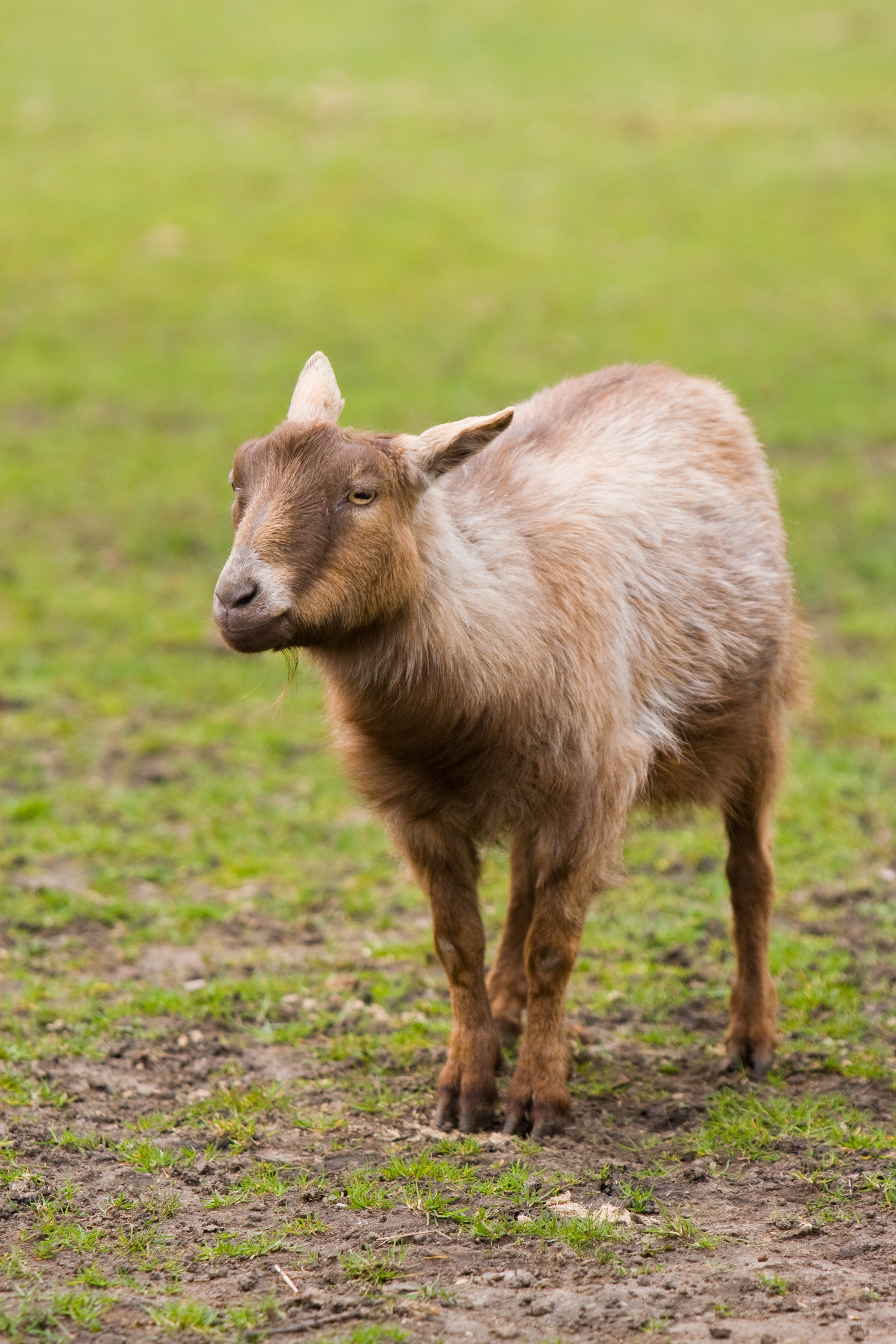 Brown goat on a farm field free image download