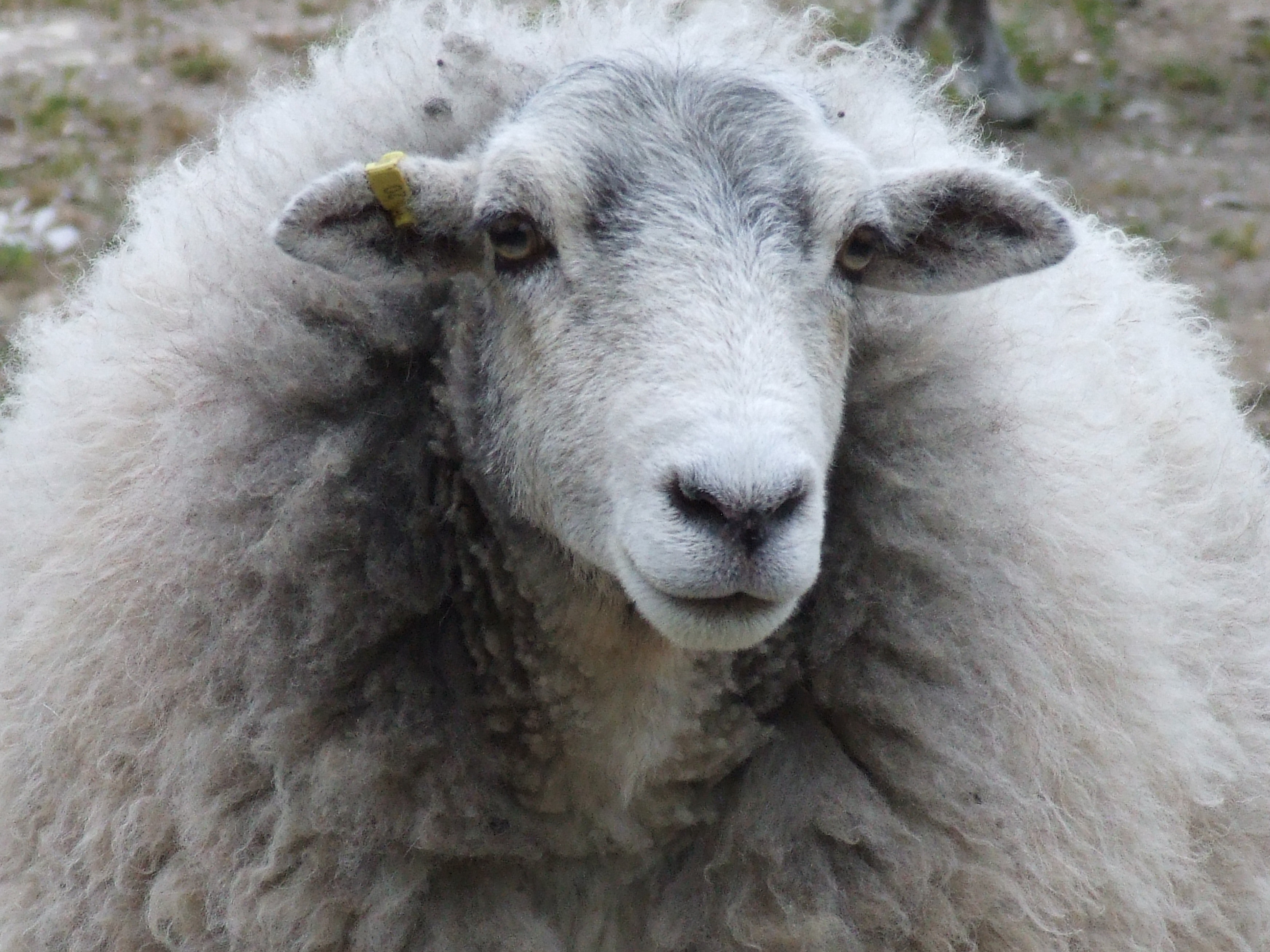 White woolly sheep close up free image download