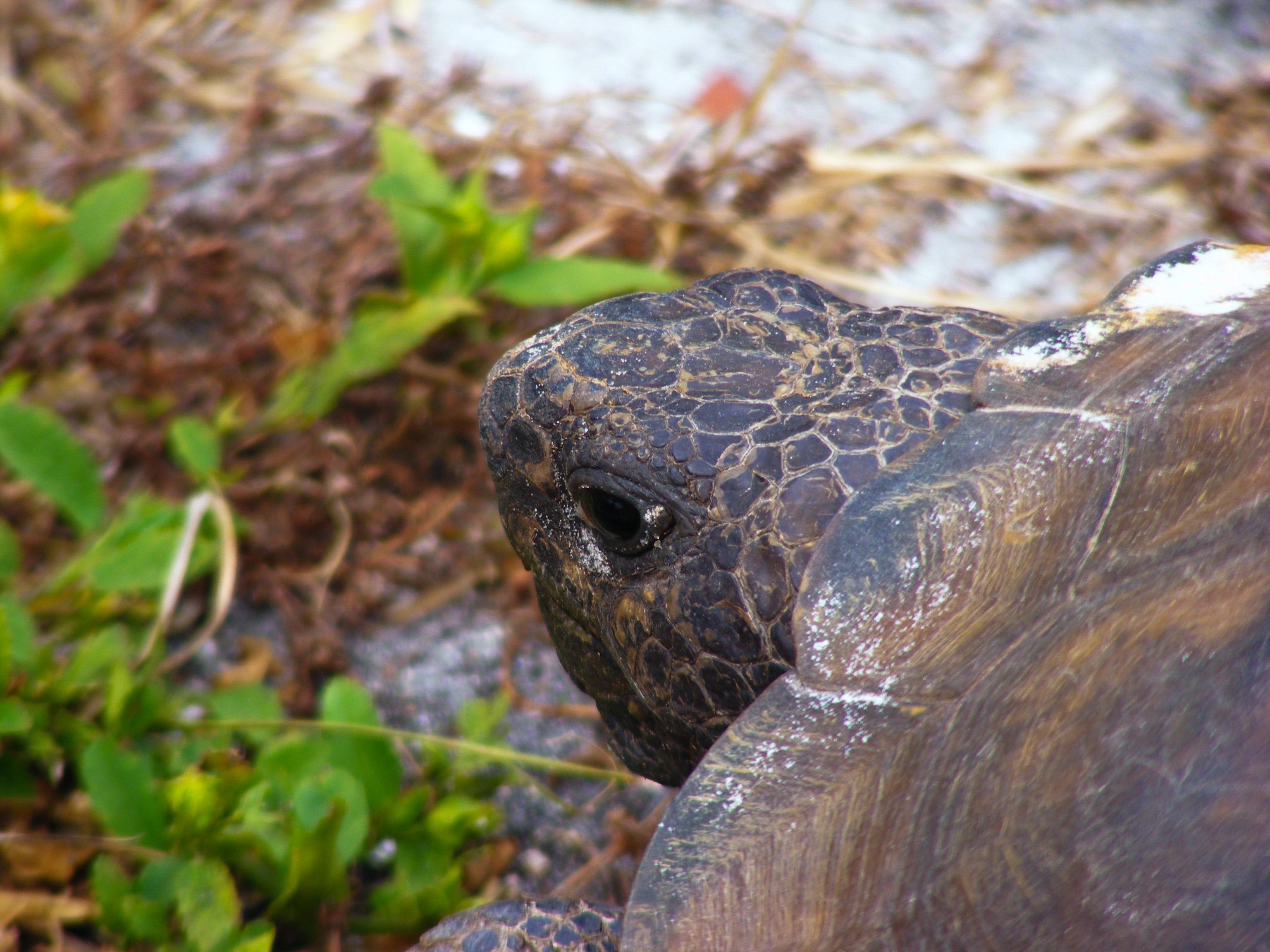 Beautiful and amazing Gopher Tortoise free image download