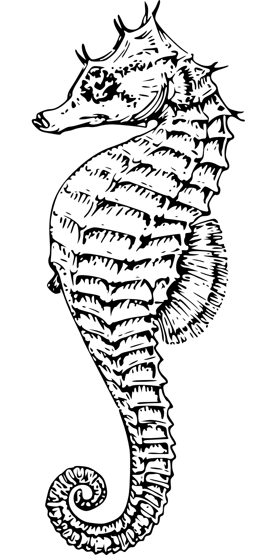 Seahorse drawing free image download