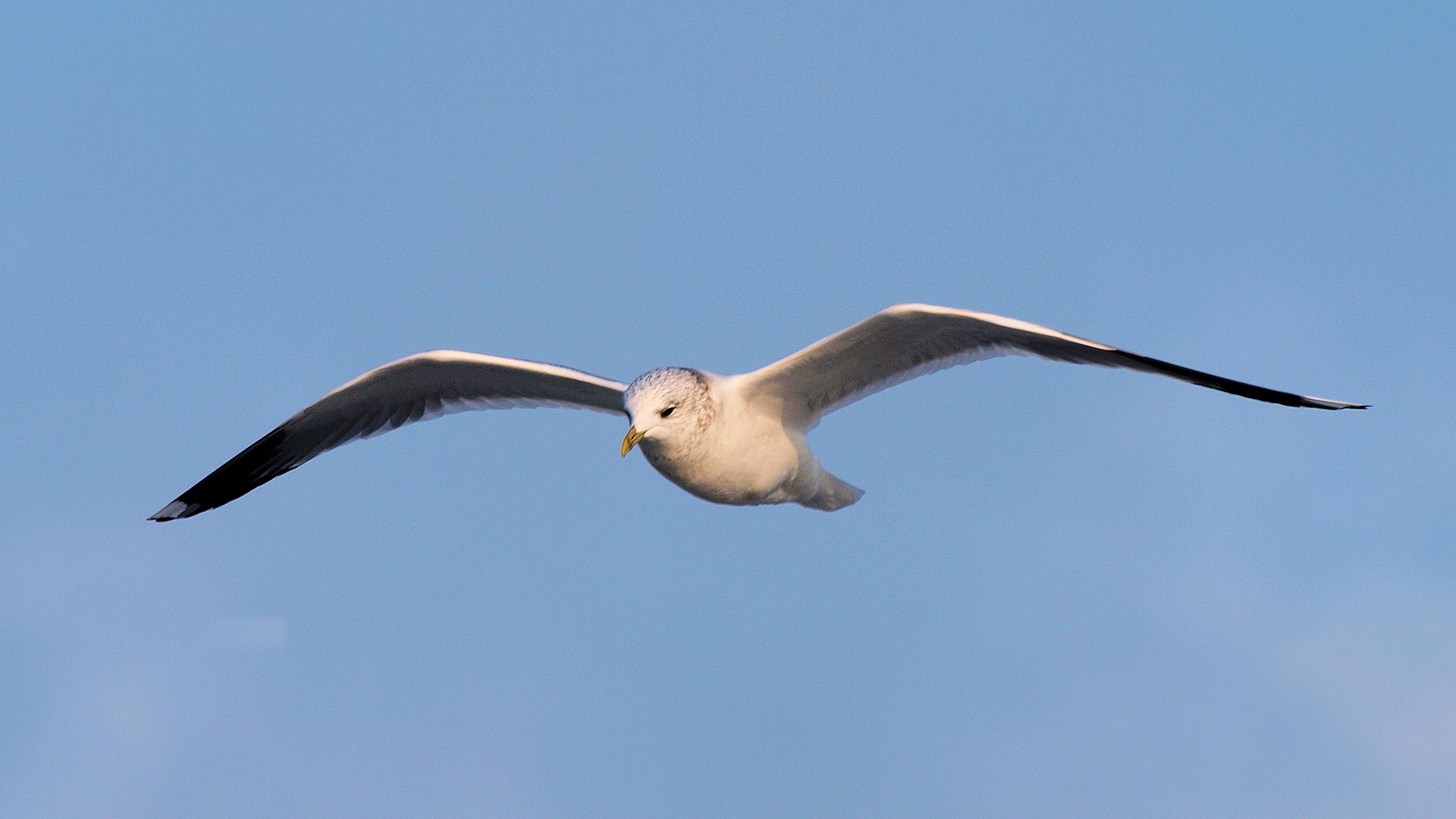 Close-up of seagull free image download