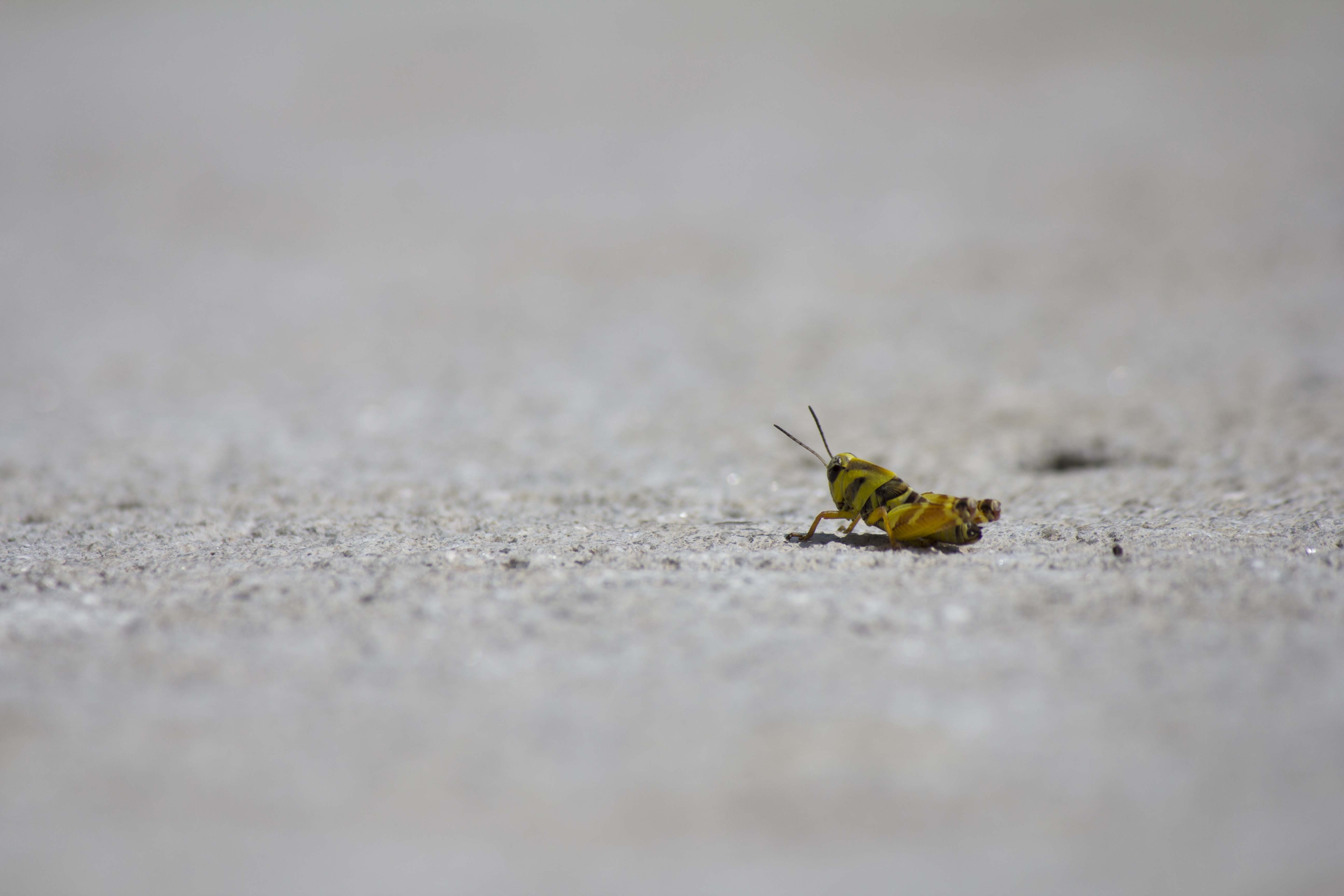 Yellow cricket on the road free image download