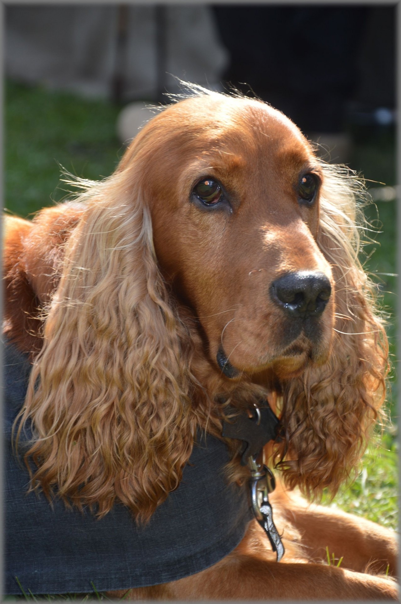 Brown Cocker Spaniel dog free image download