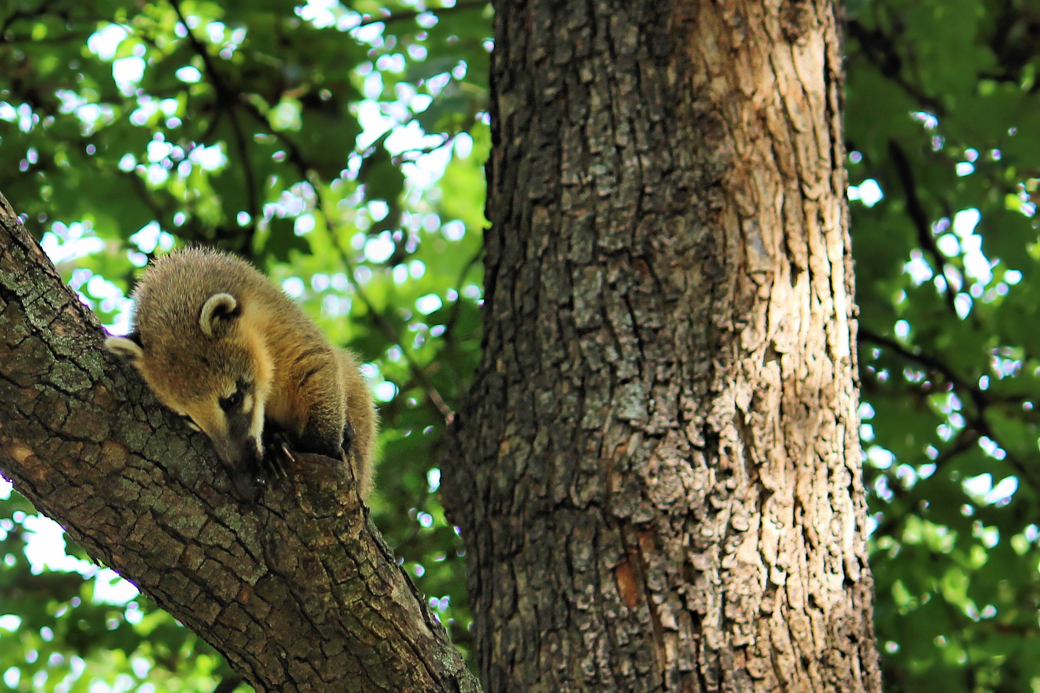 Coati Animal Zoo Berlin free image download