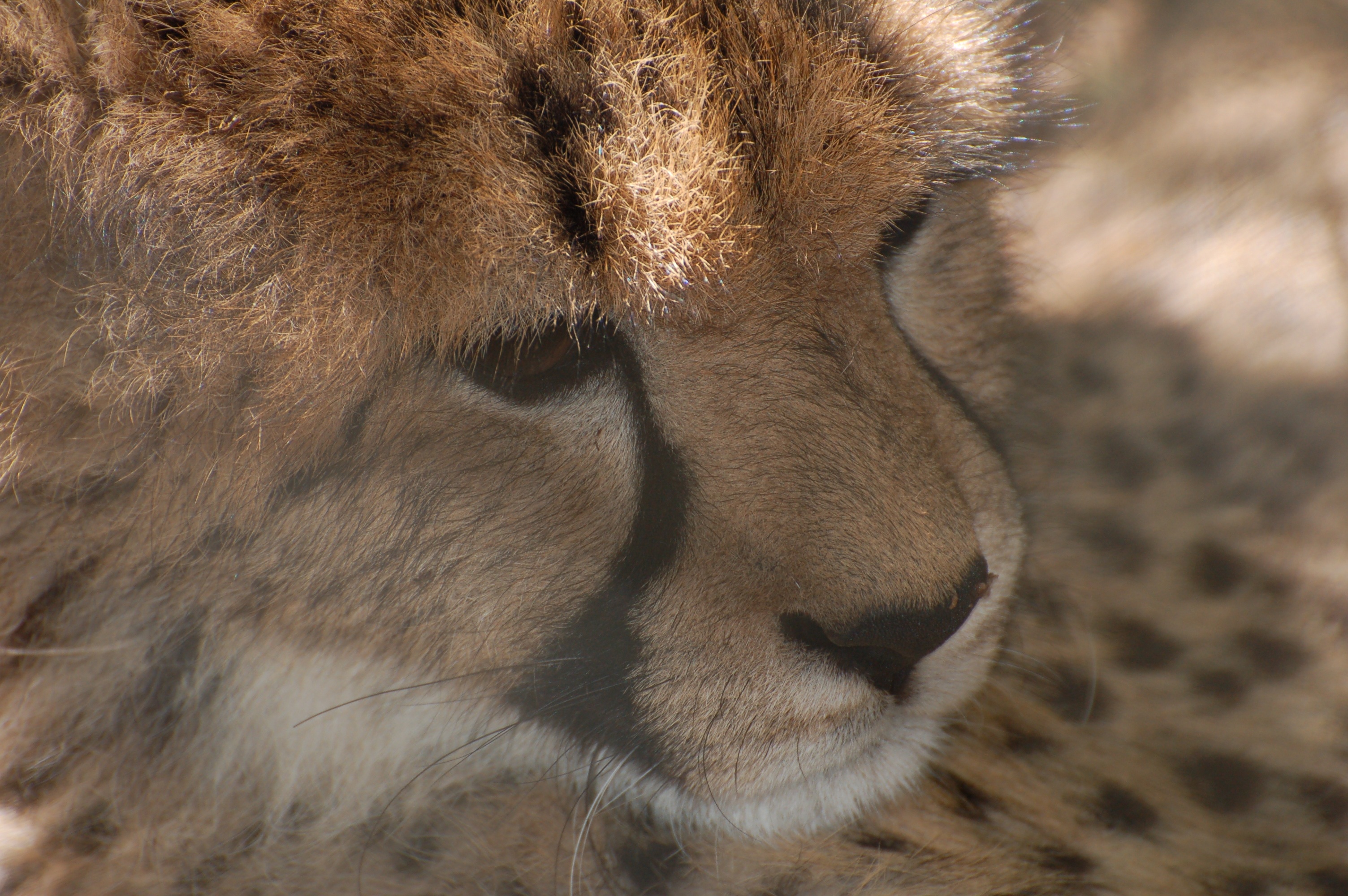 Portrait of a cheetah Animal Africa Spots Fur free image download