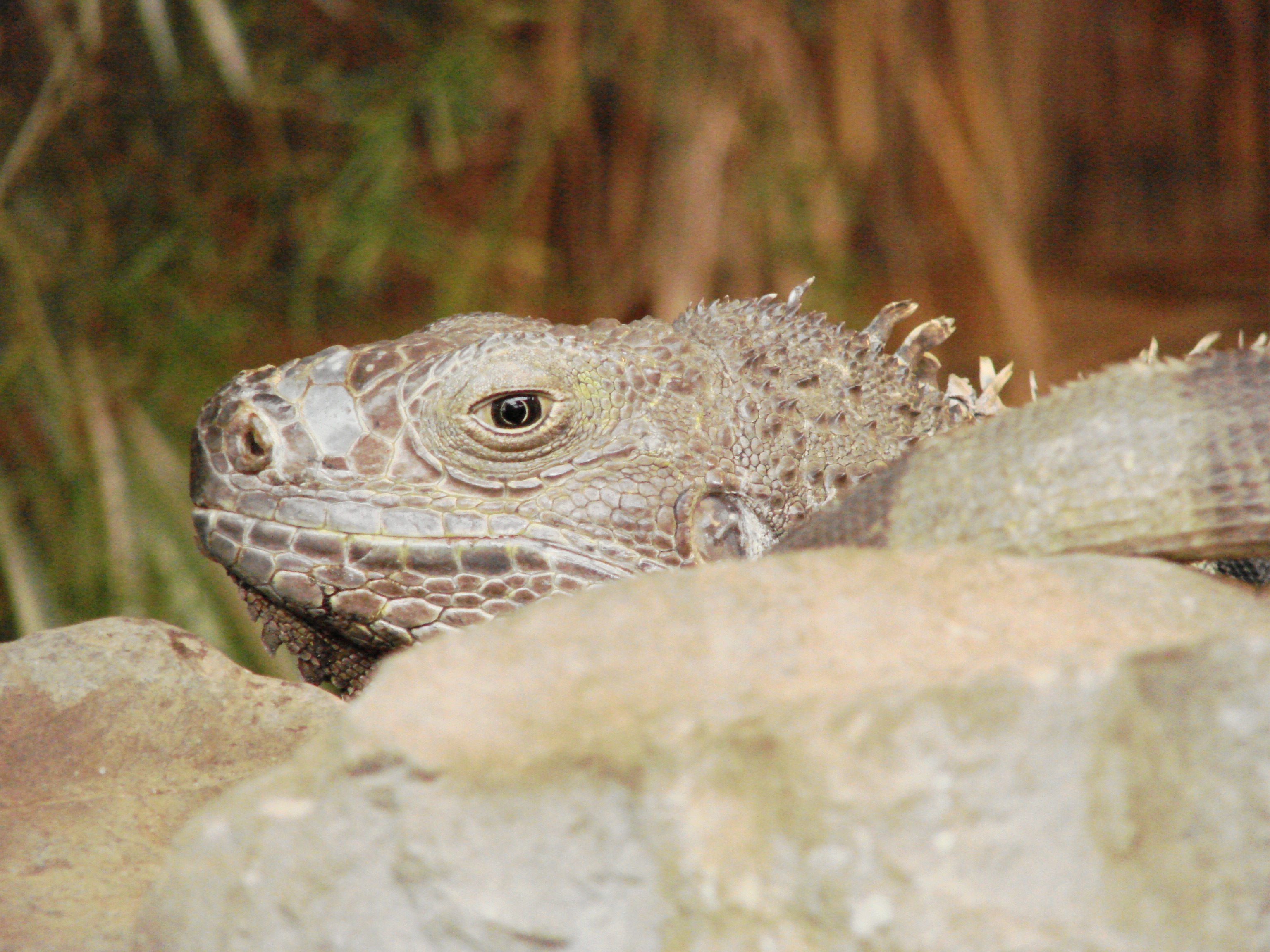 Gecko head free image download