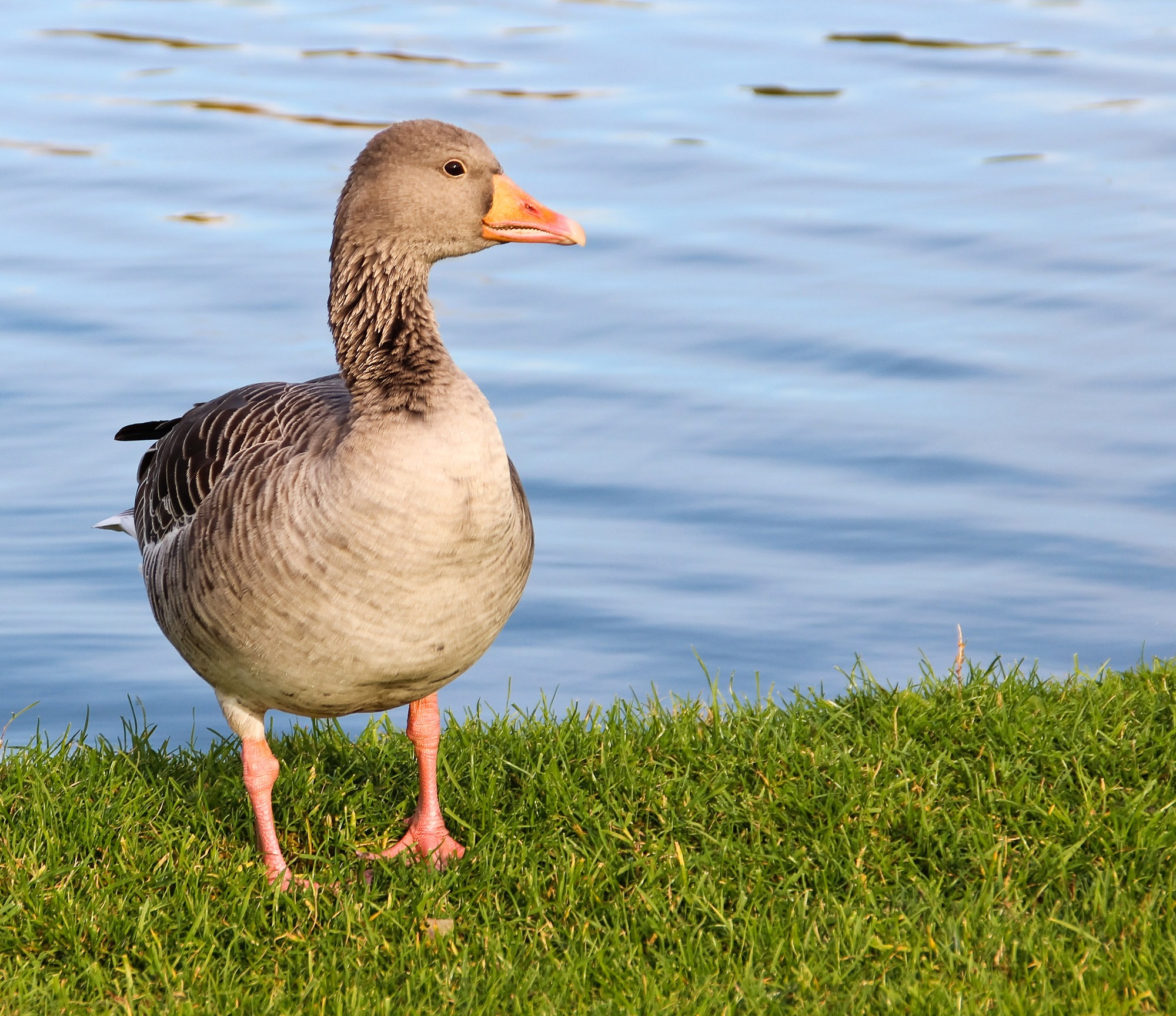 Grey wild goose free image download