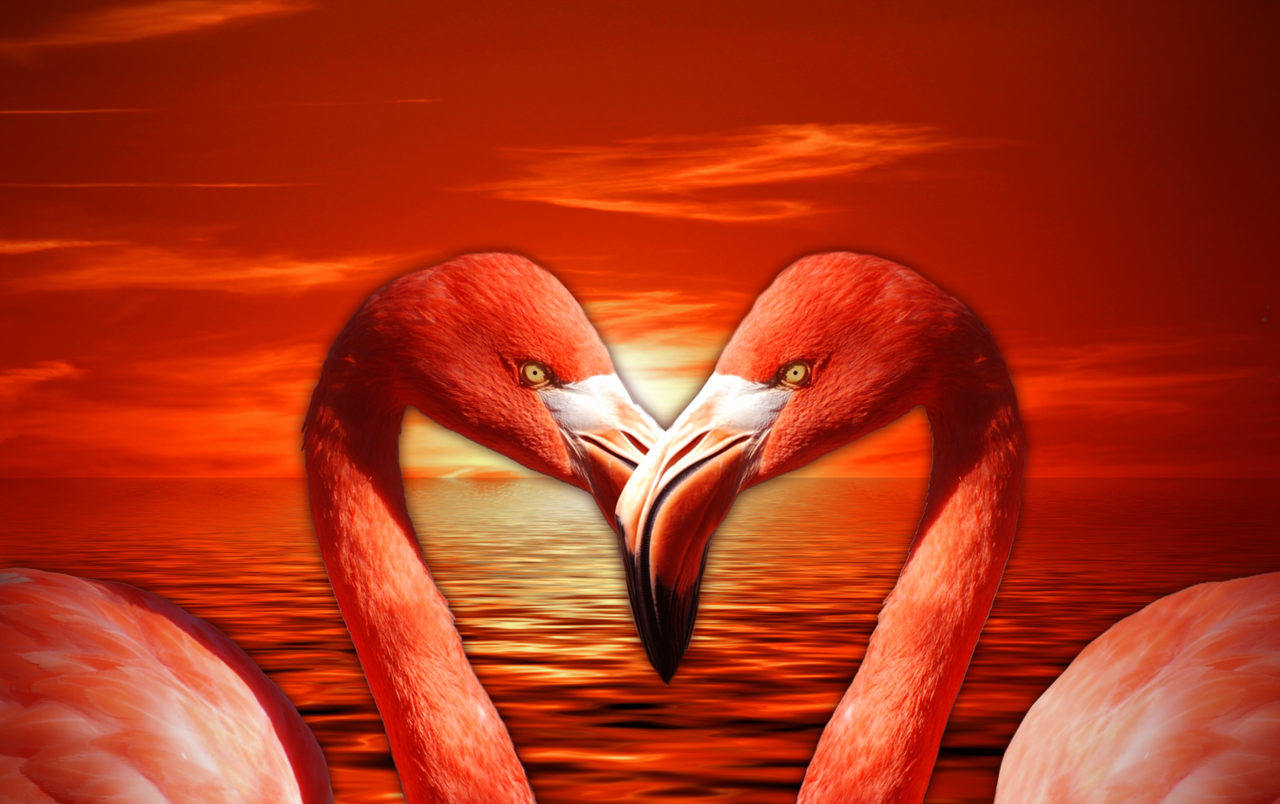 Flamingos and evening sky free image download