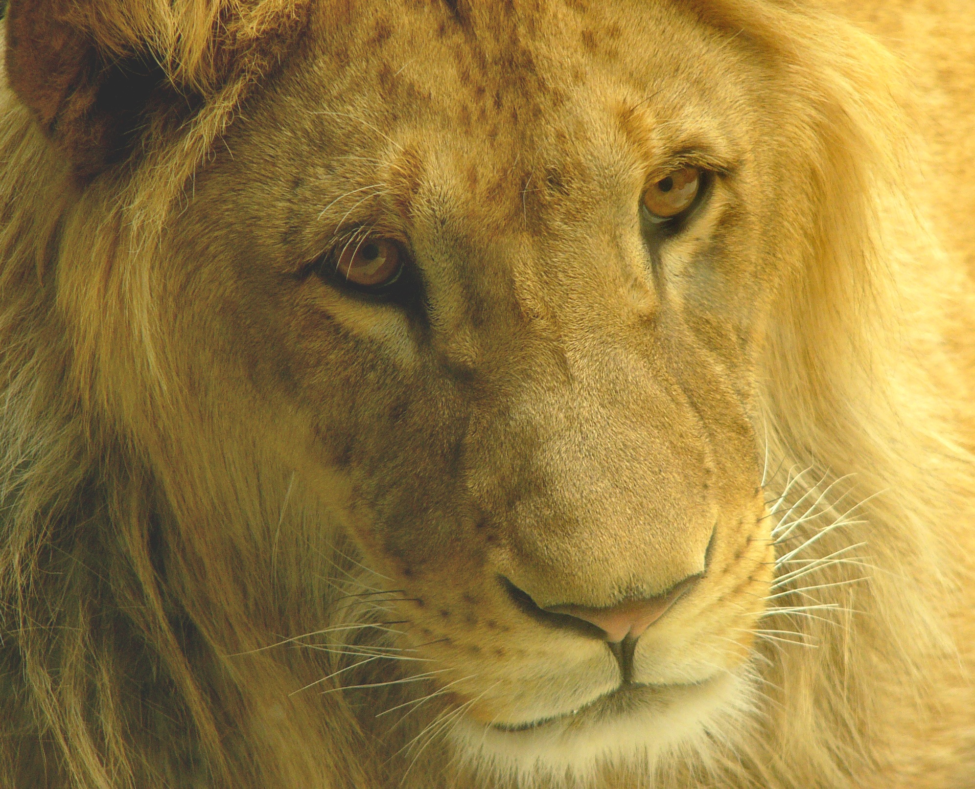 Muzzle of a sad lion free image download