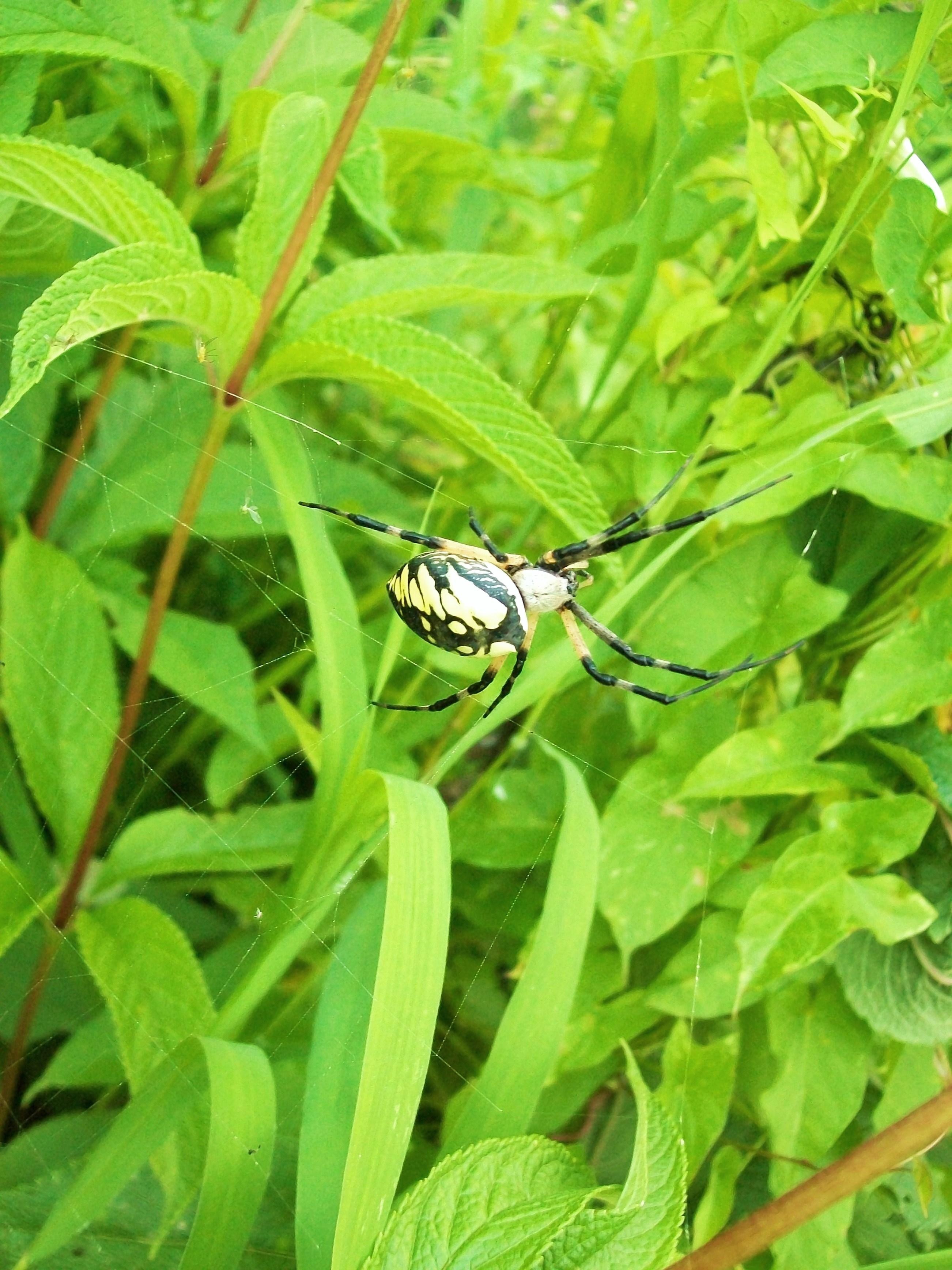 Small Garden Spider free image download