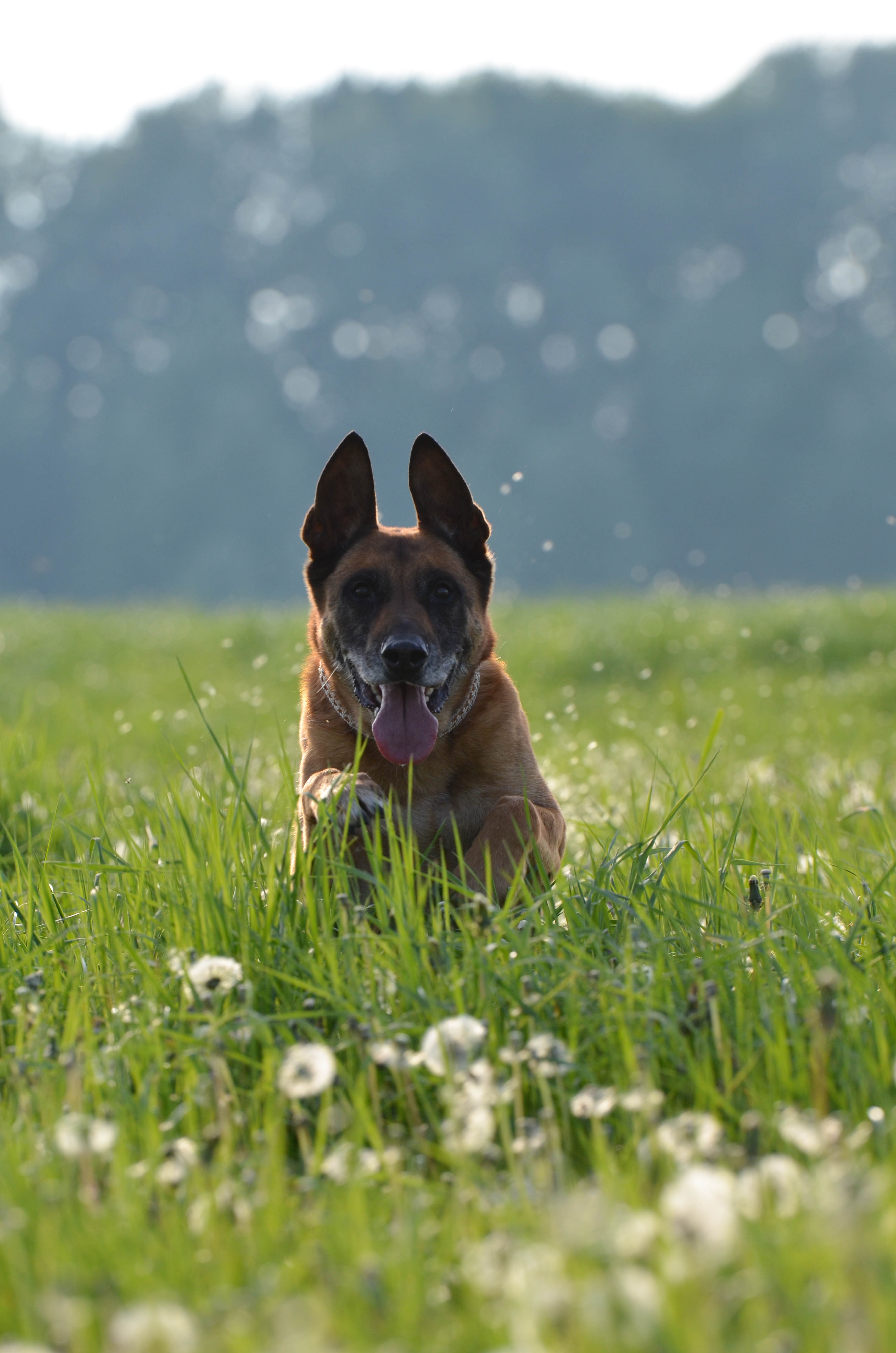 Friendly malinois dog on the dandelion field free image download