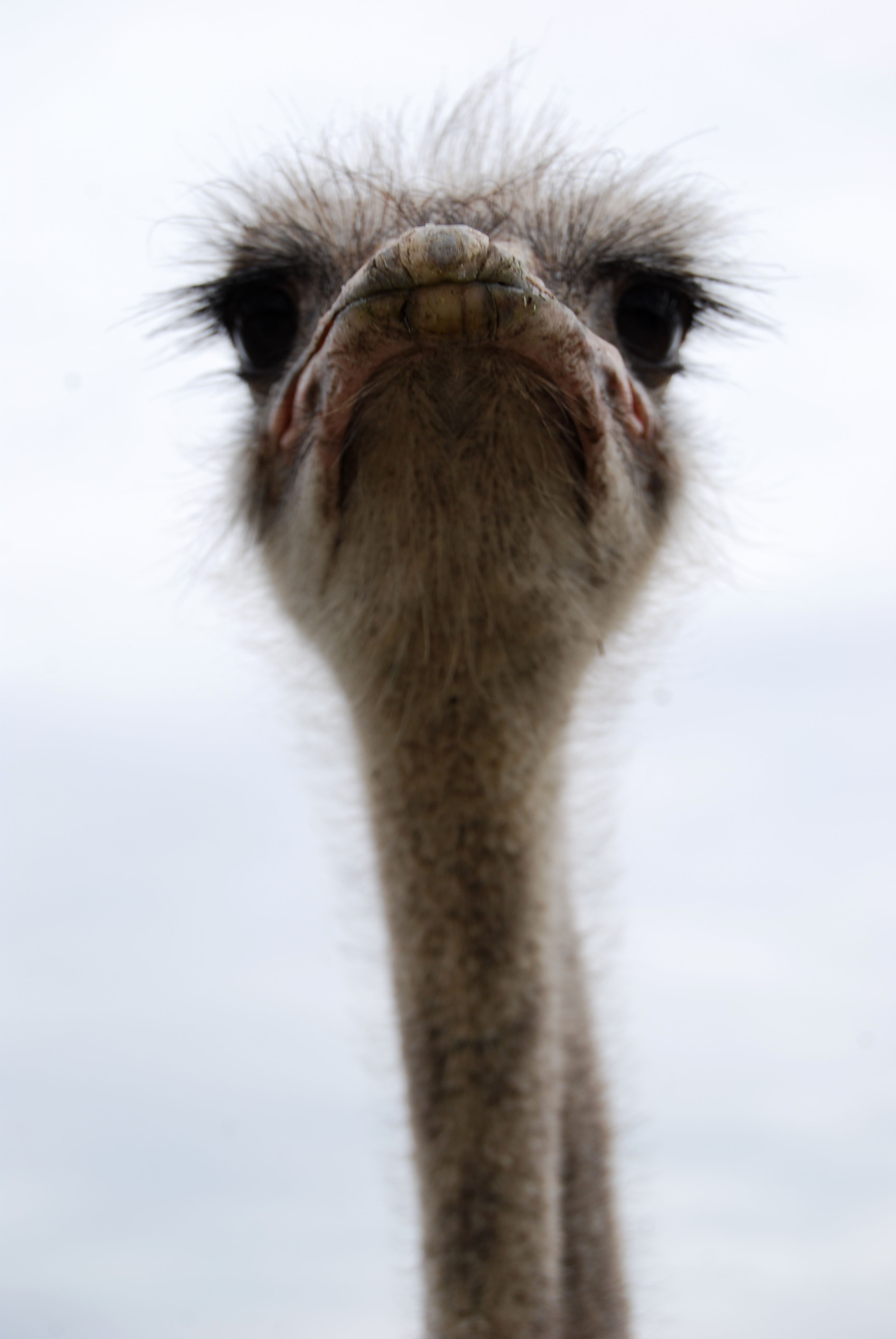 Ostrich head on a long neck free image download
