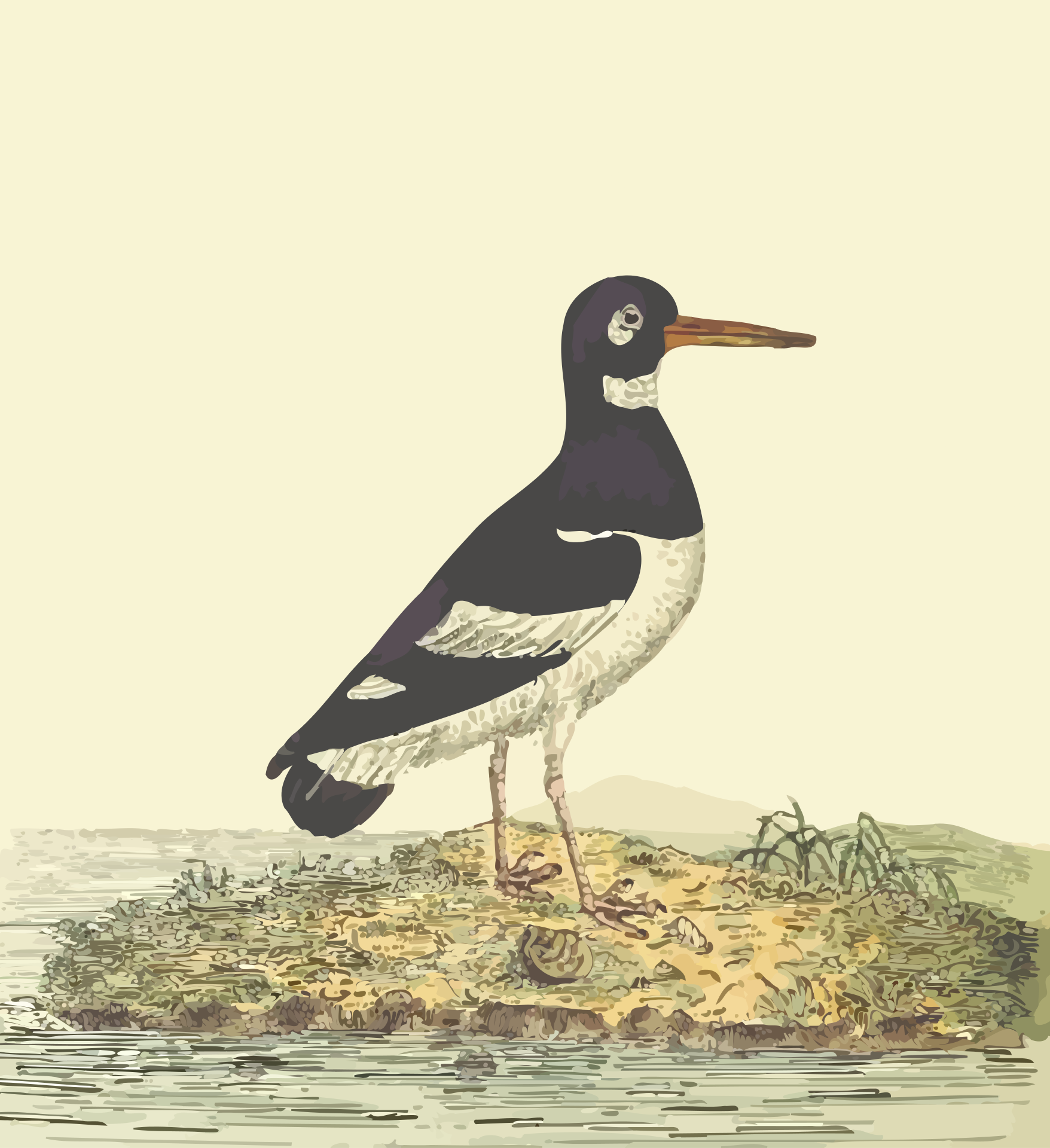 Drawing of a wader free image download