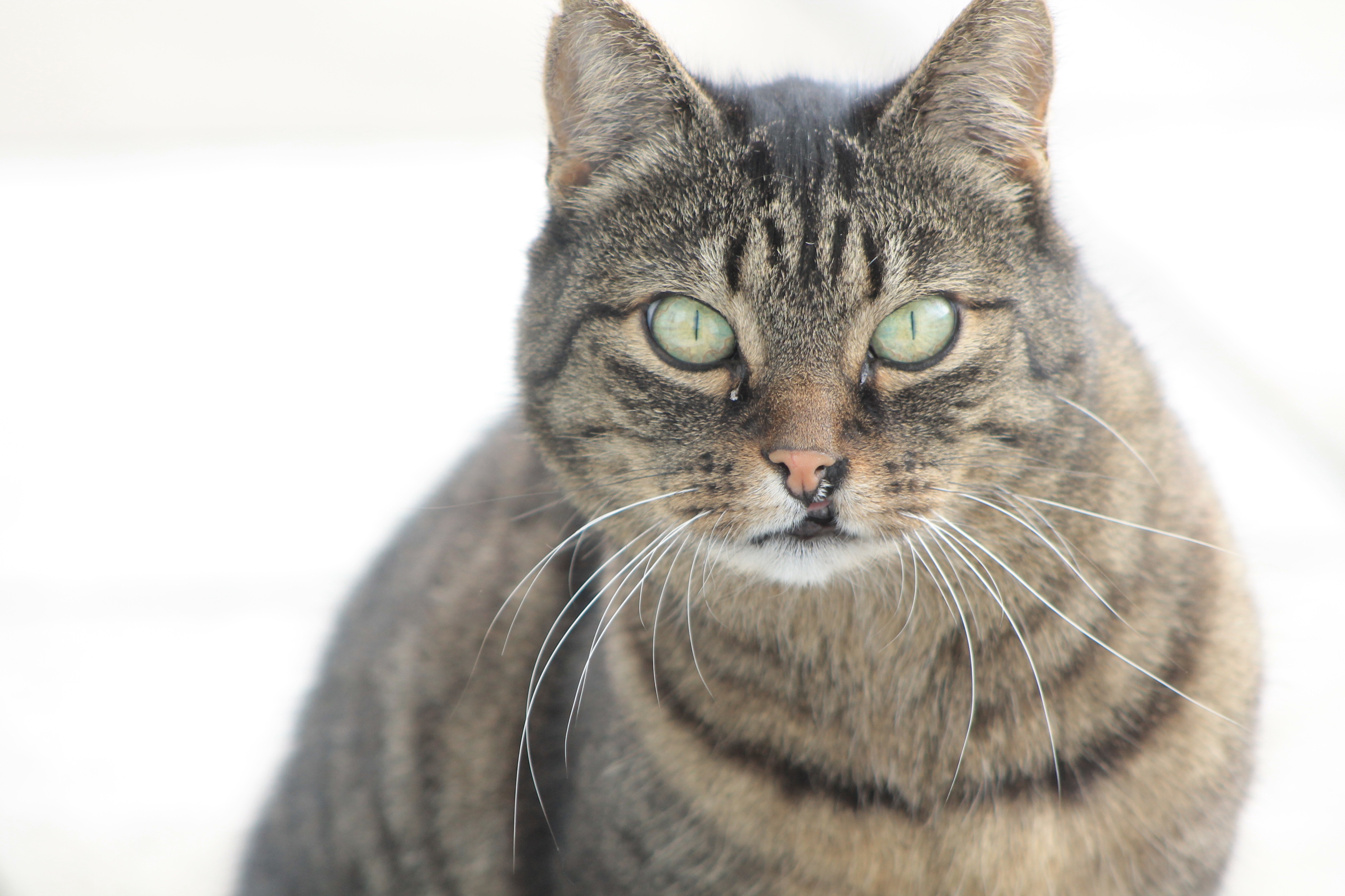 Tabby Cat with injured face free image download