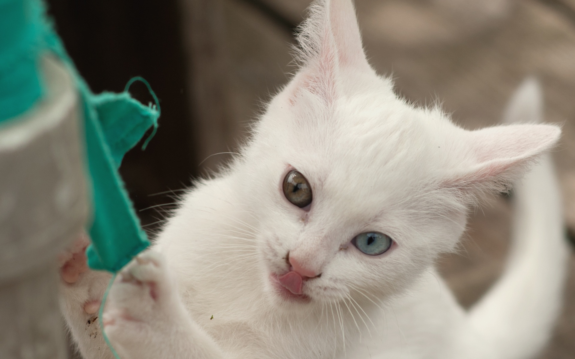 White cat with multi-colored eyes free image download