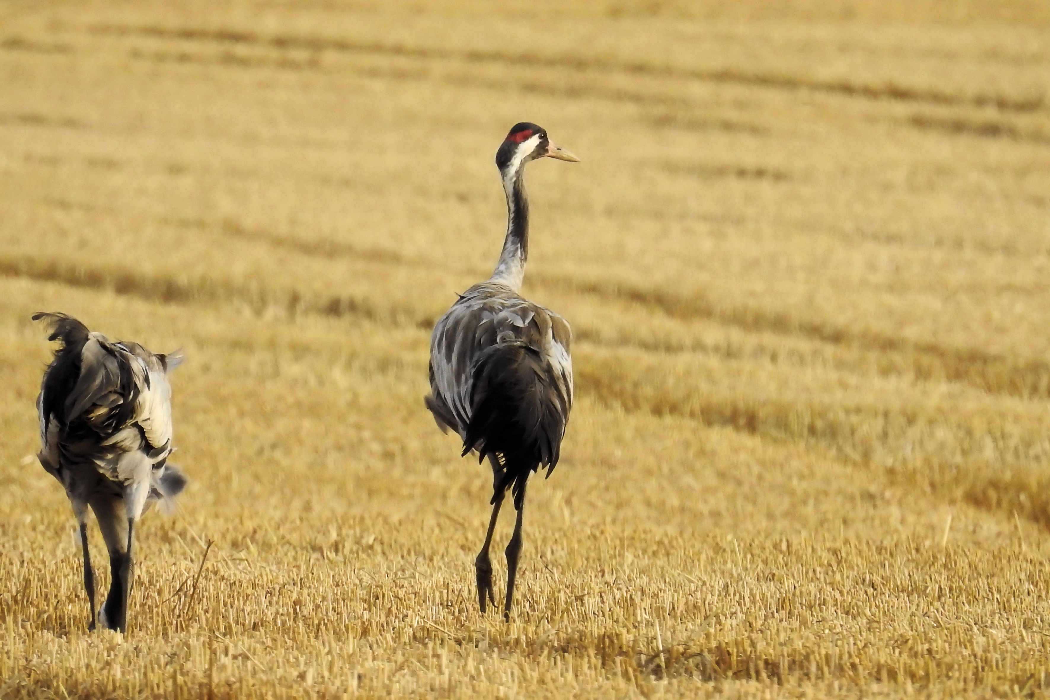 Wild Cranes Stubble Birds free image download