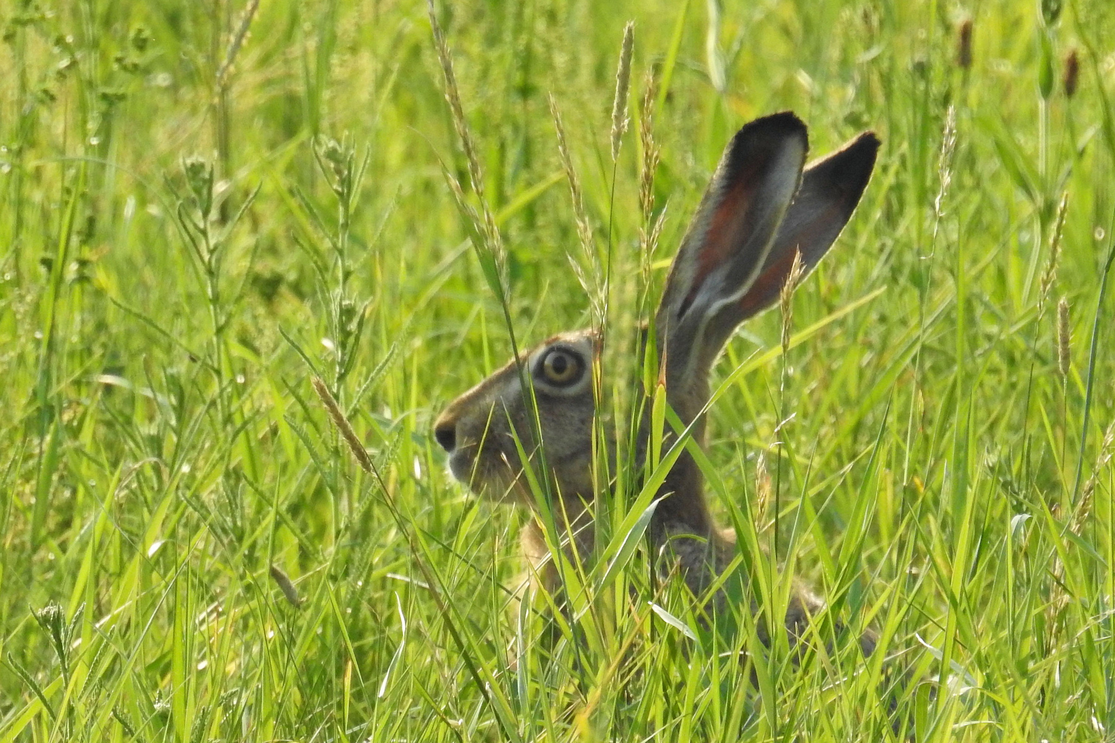 Hiding Hare, Head among Grass free image download