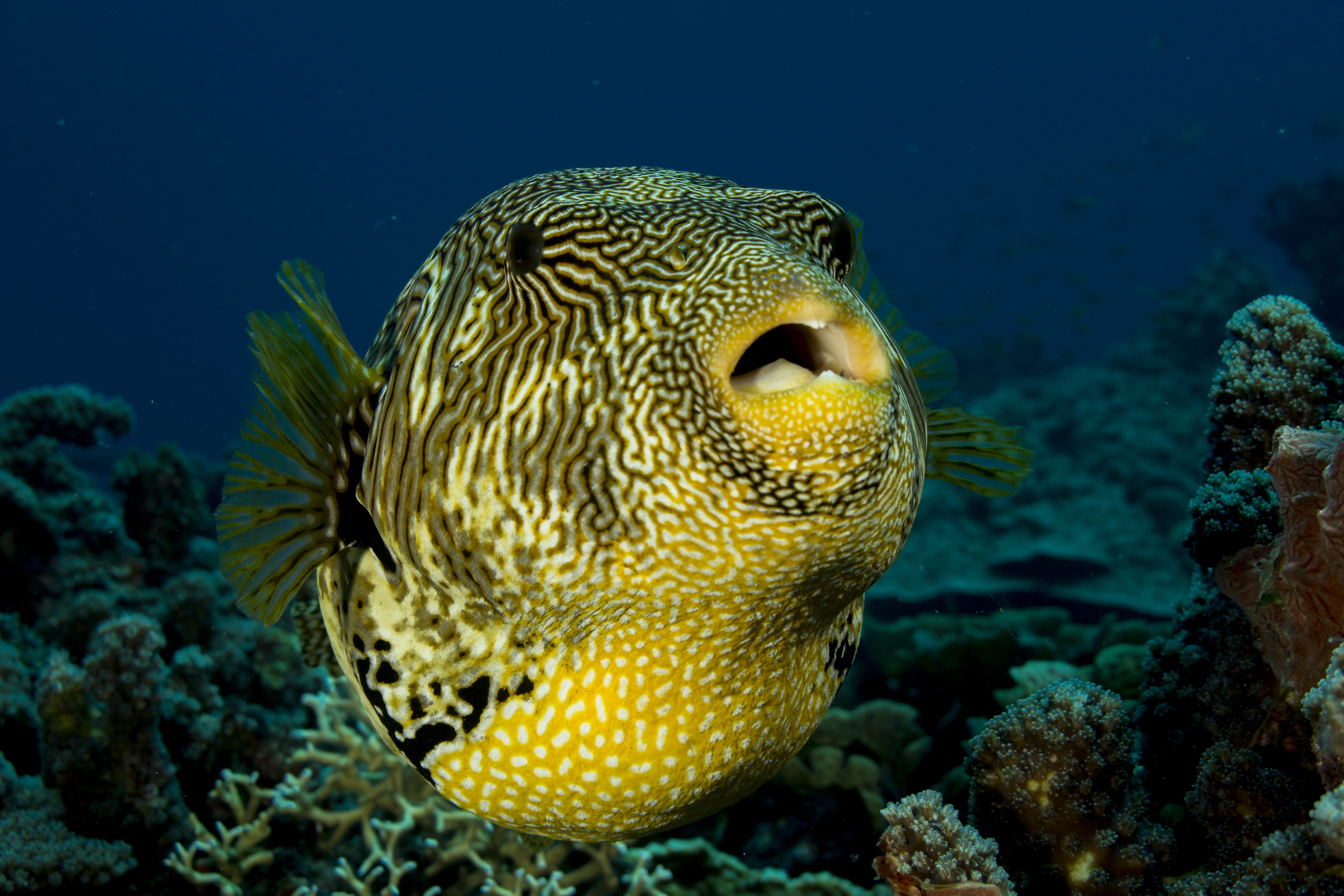 Unusual fish among the coral reef free image download