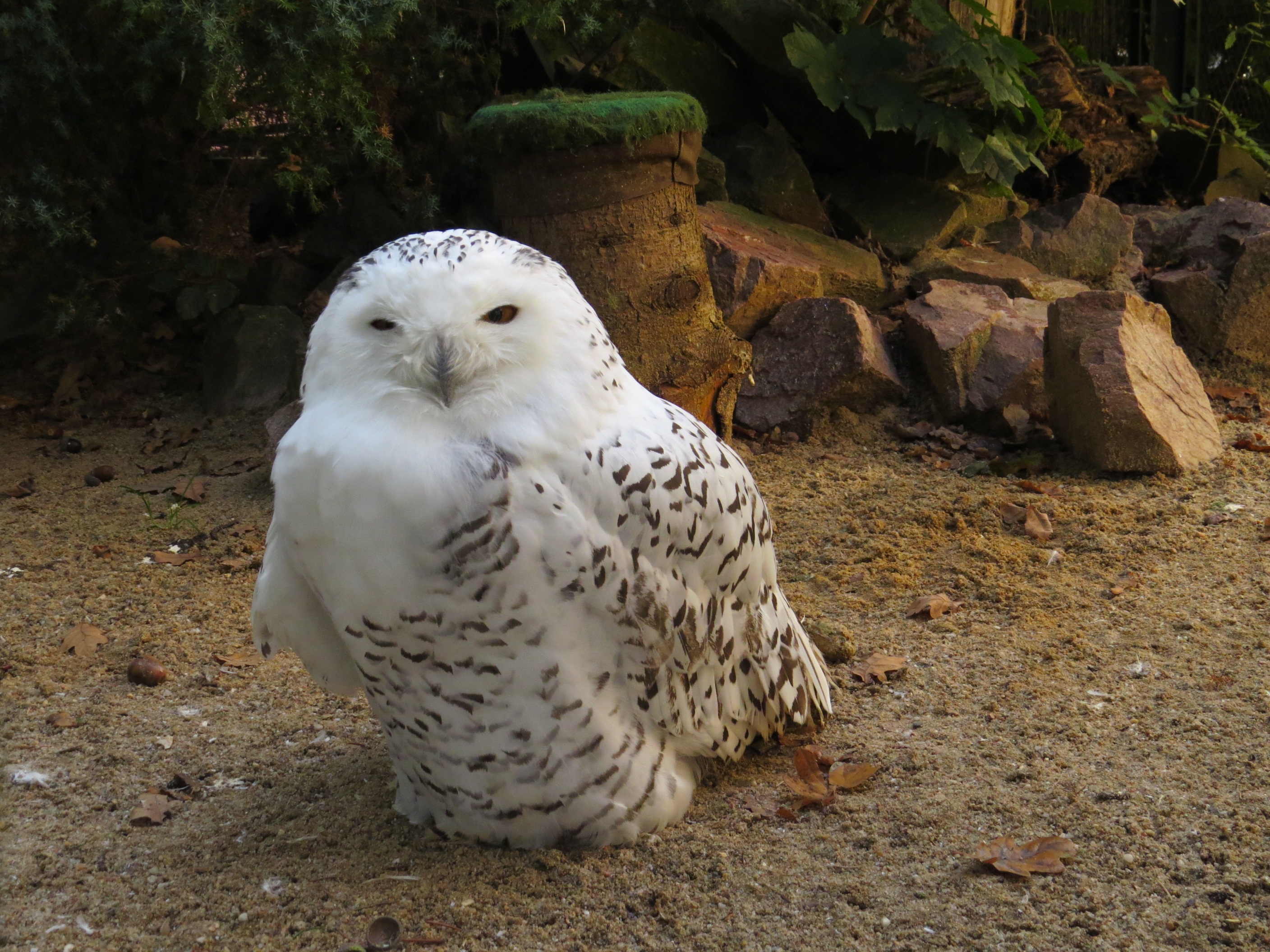 Snowy Owl Zoo free image download
