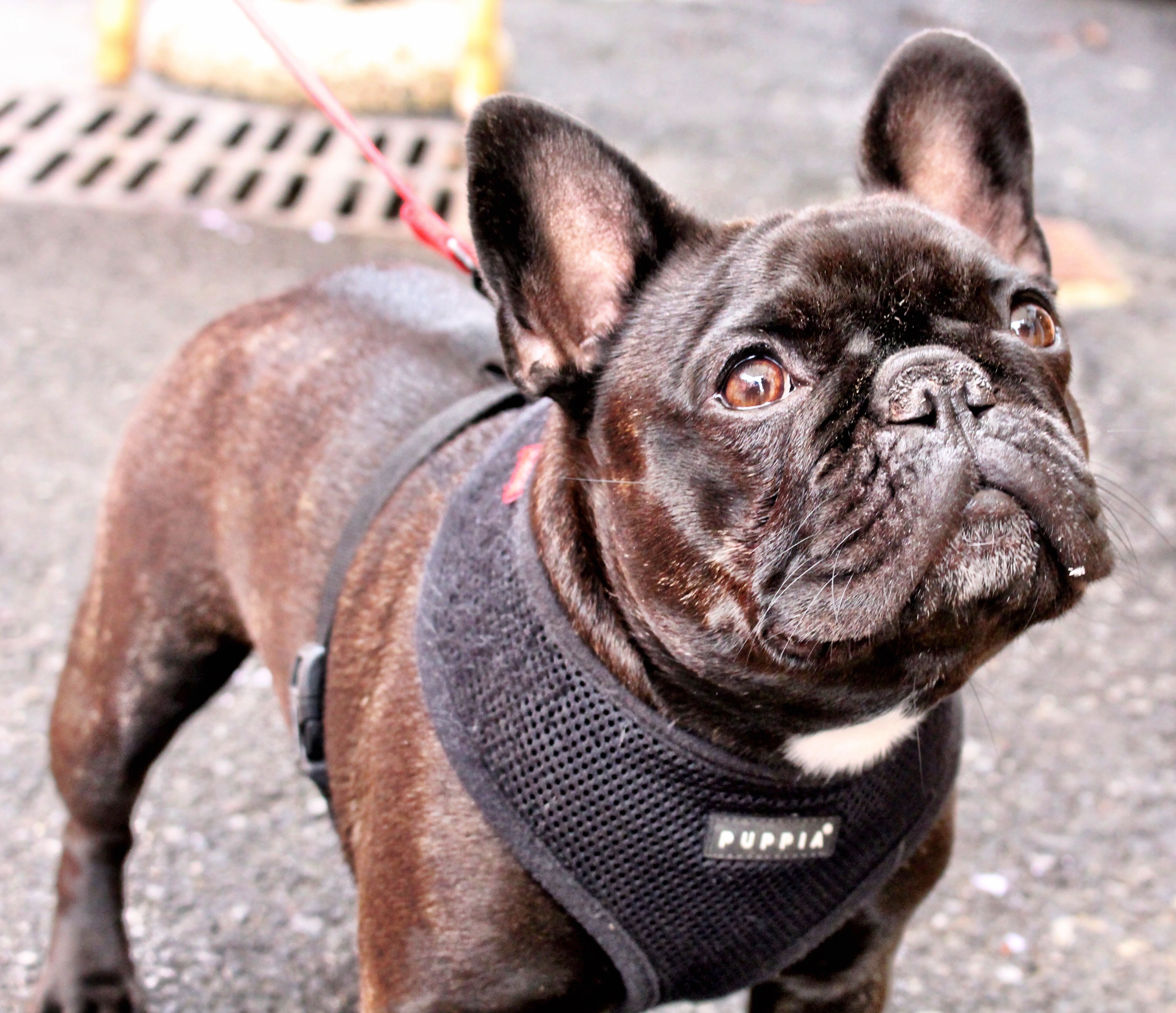 Old French bulldog free image download