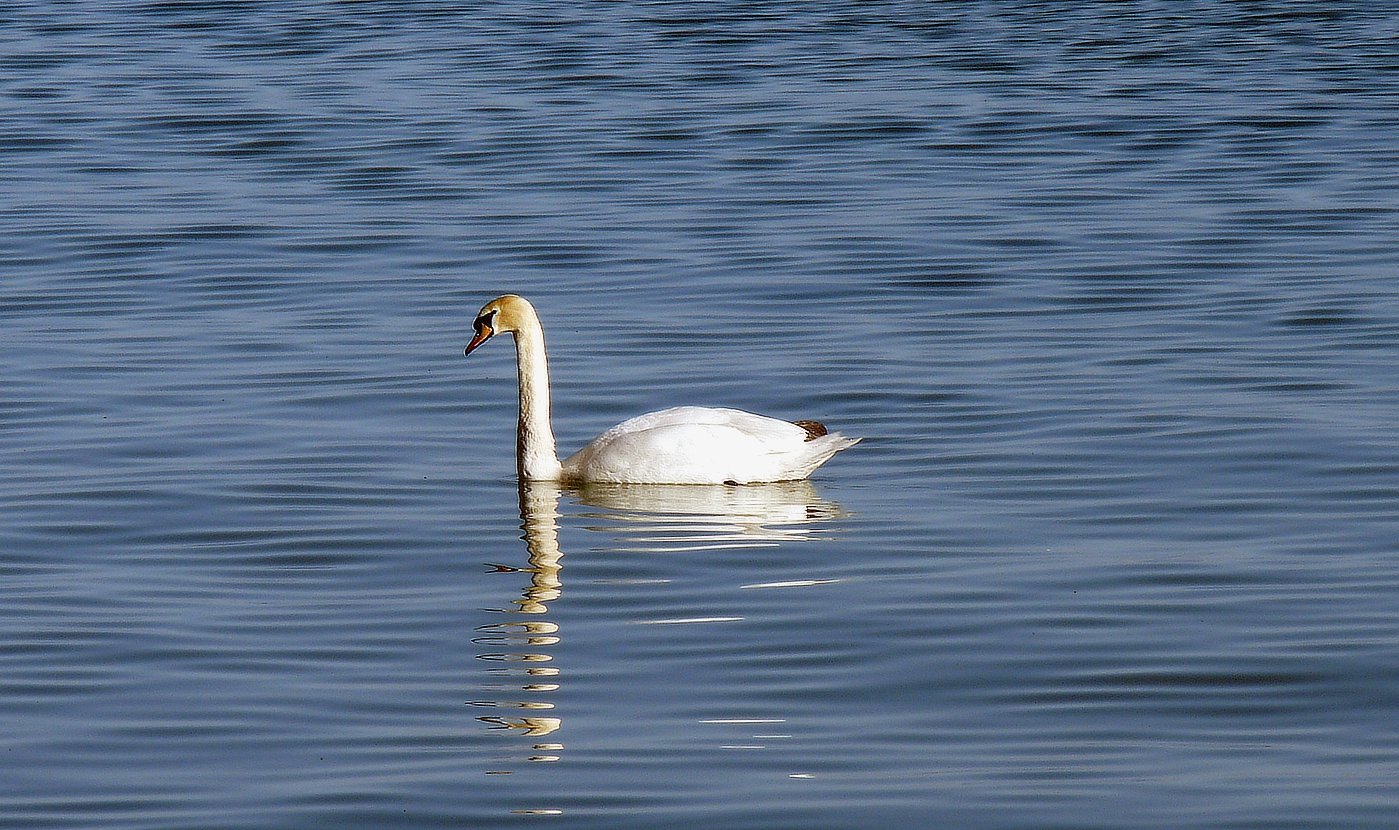Lonely swan on the Lake Constance free image download