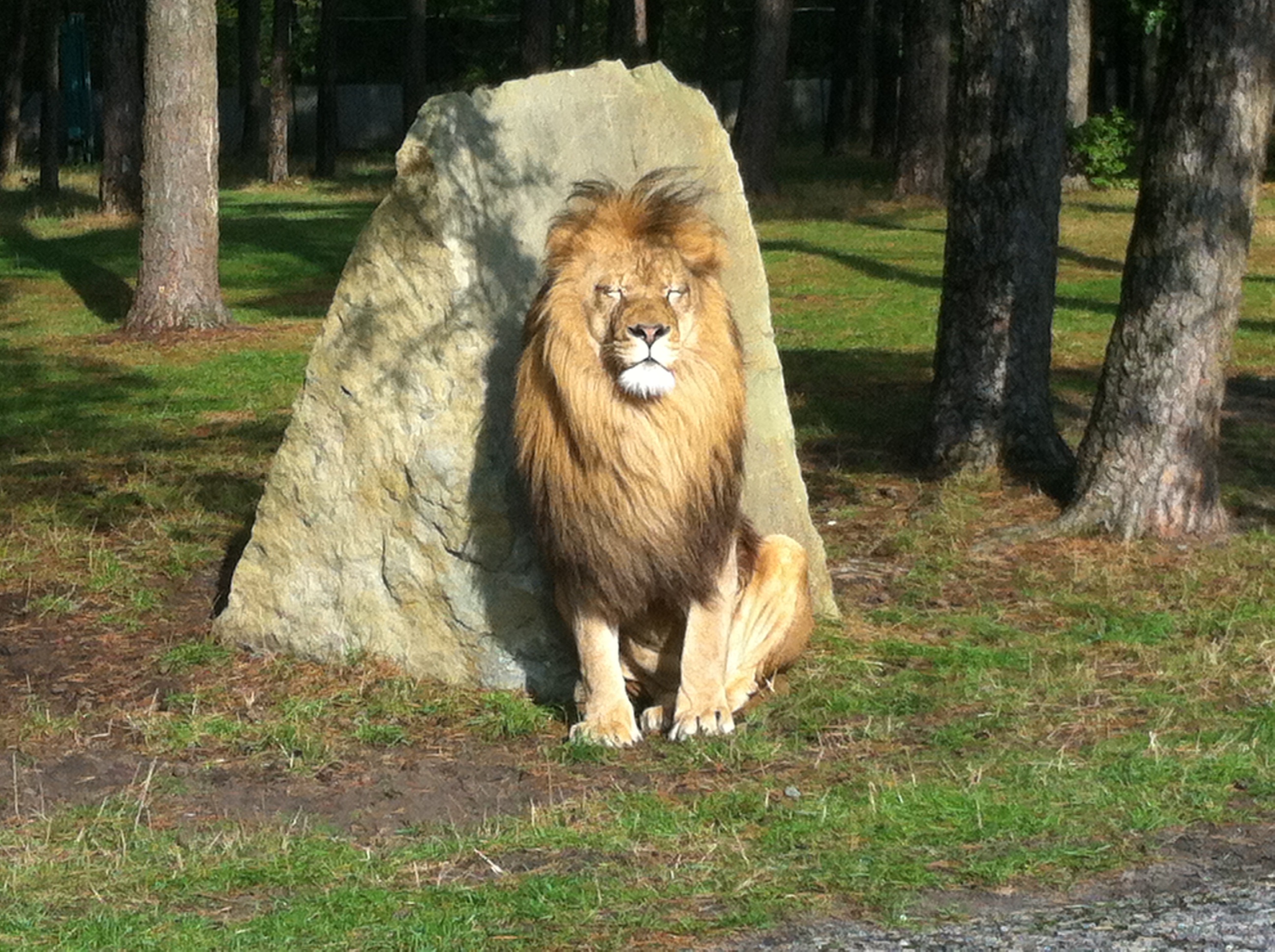 Incredible Lion free image download