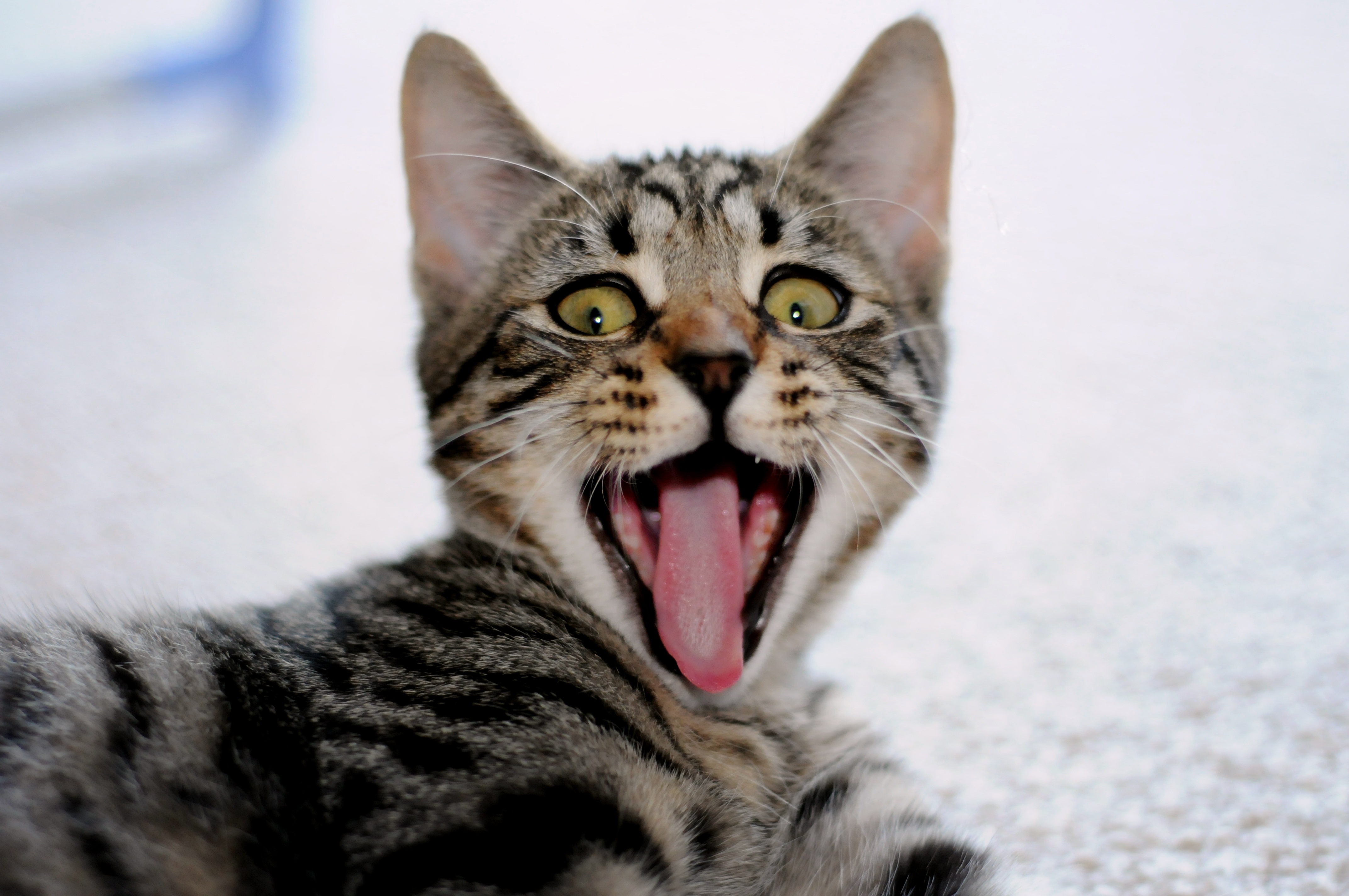 Beautiful and cute Sam Jacks cat free image download