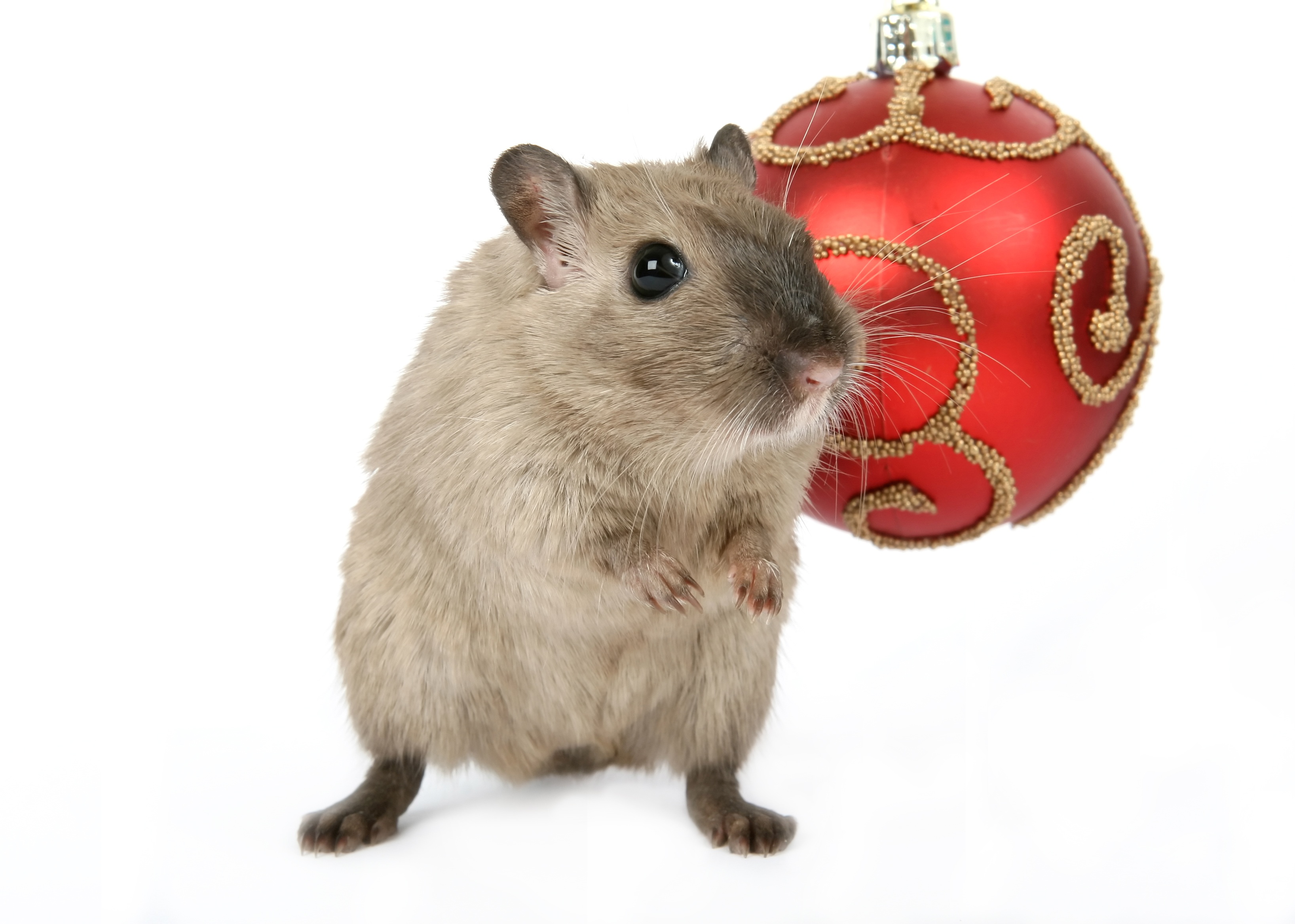 Mouse and Christmas tree ball free image download