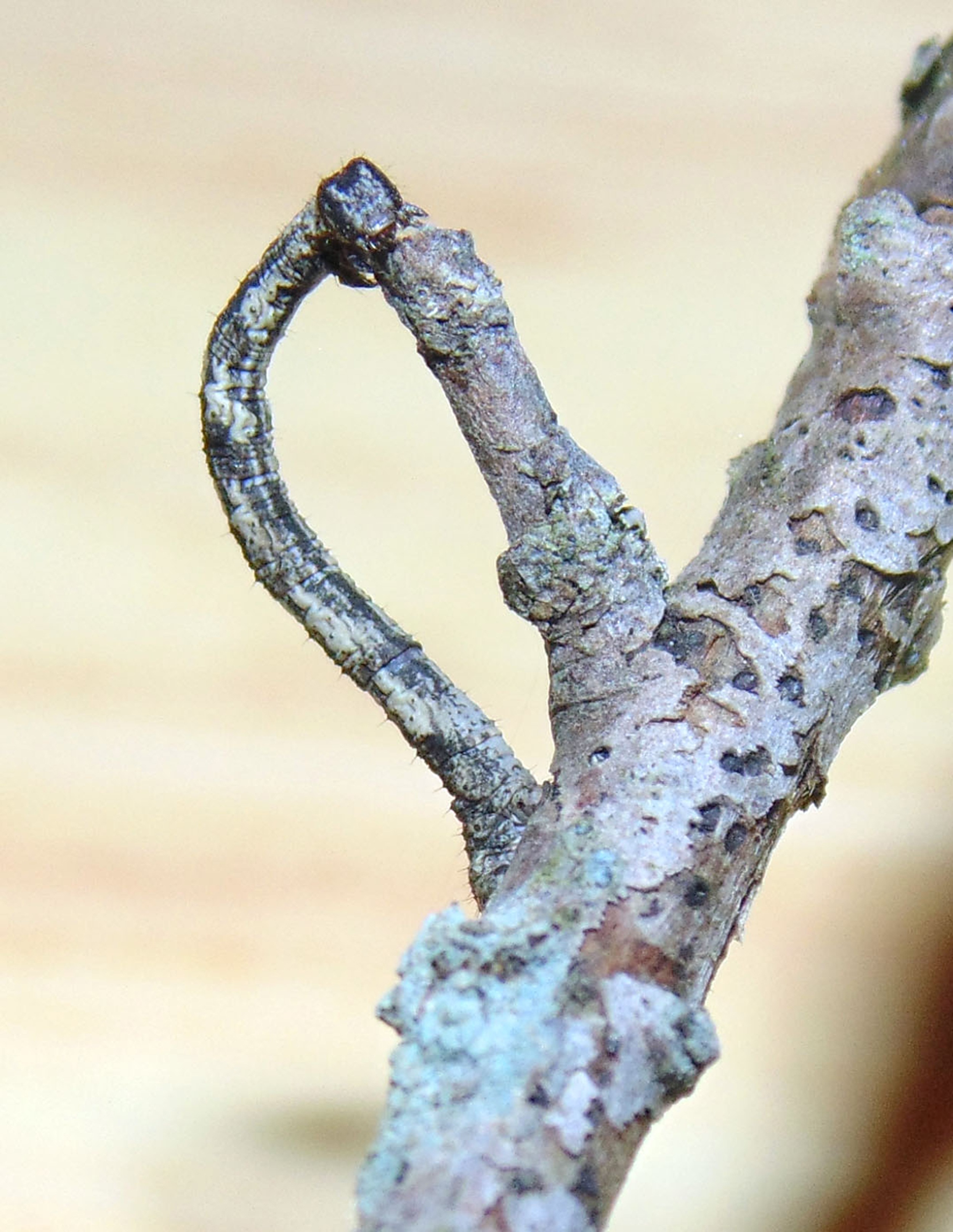 Worm on a branch free image download