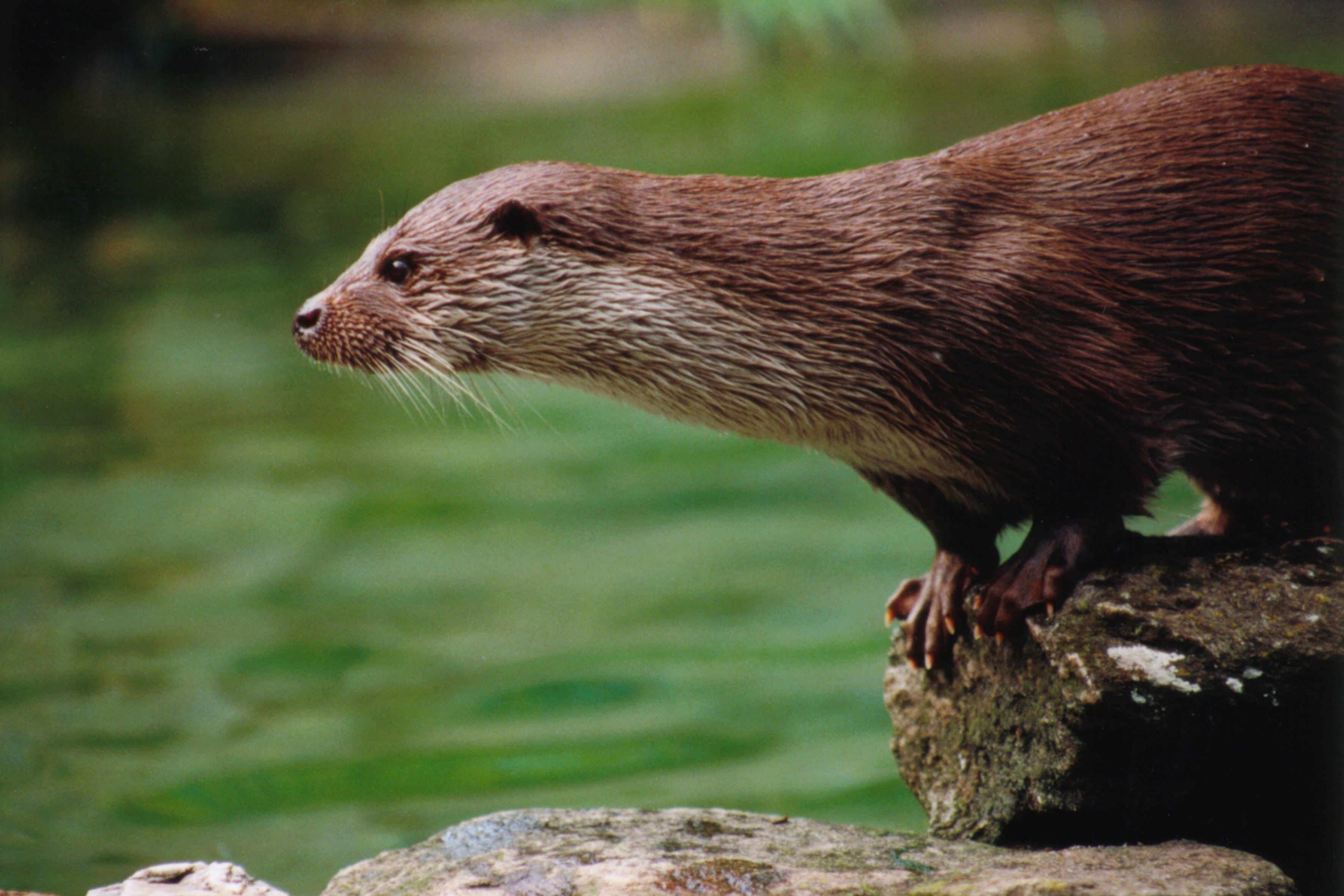Otter in nature free image download