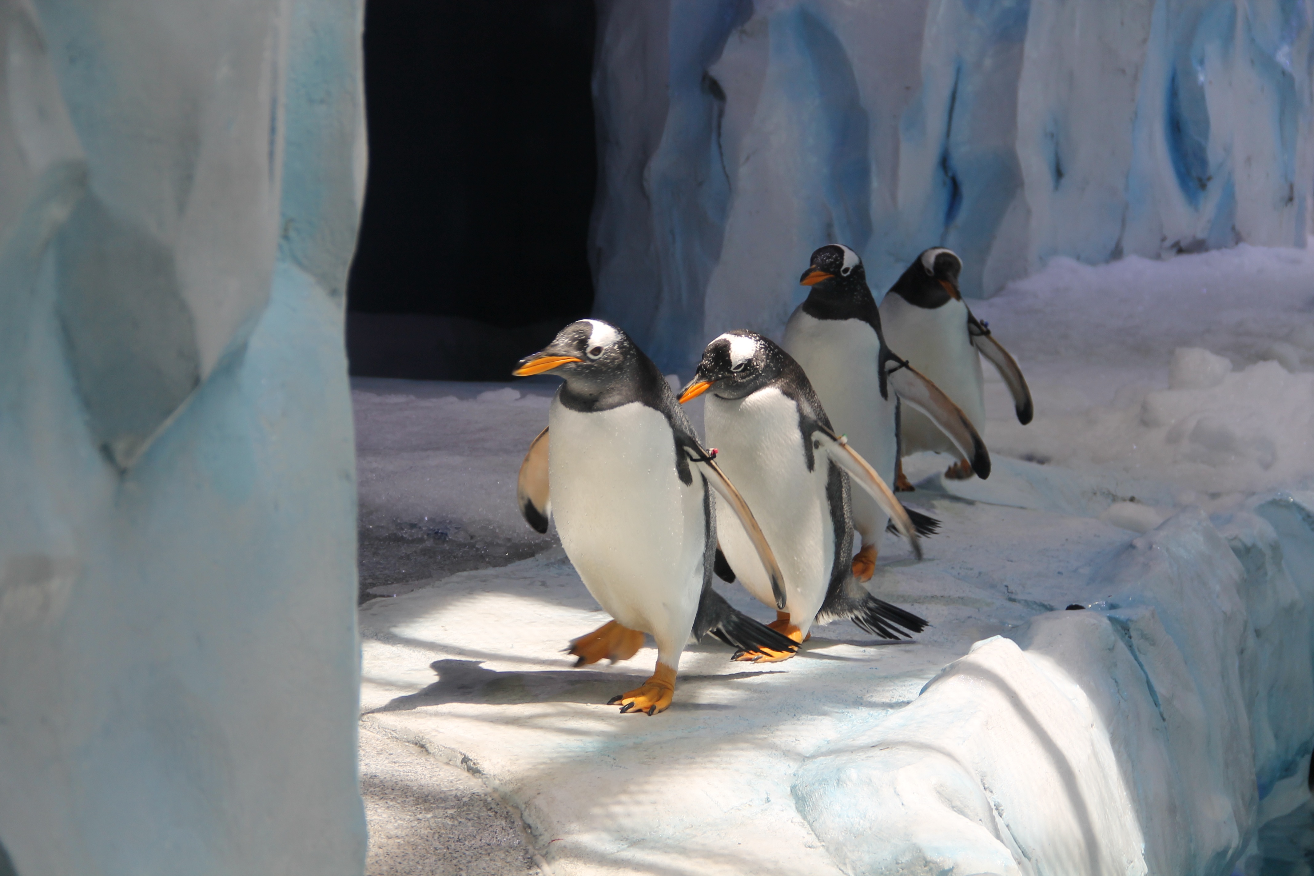 Four penguins go in a row on the north pole free image download