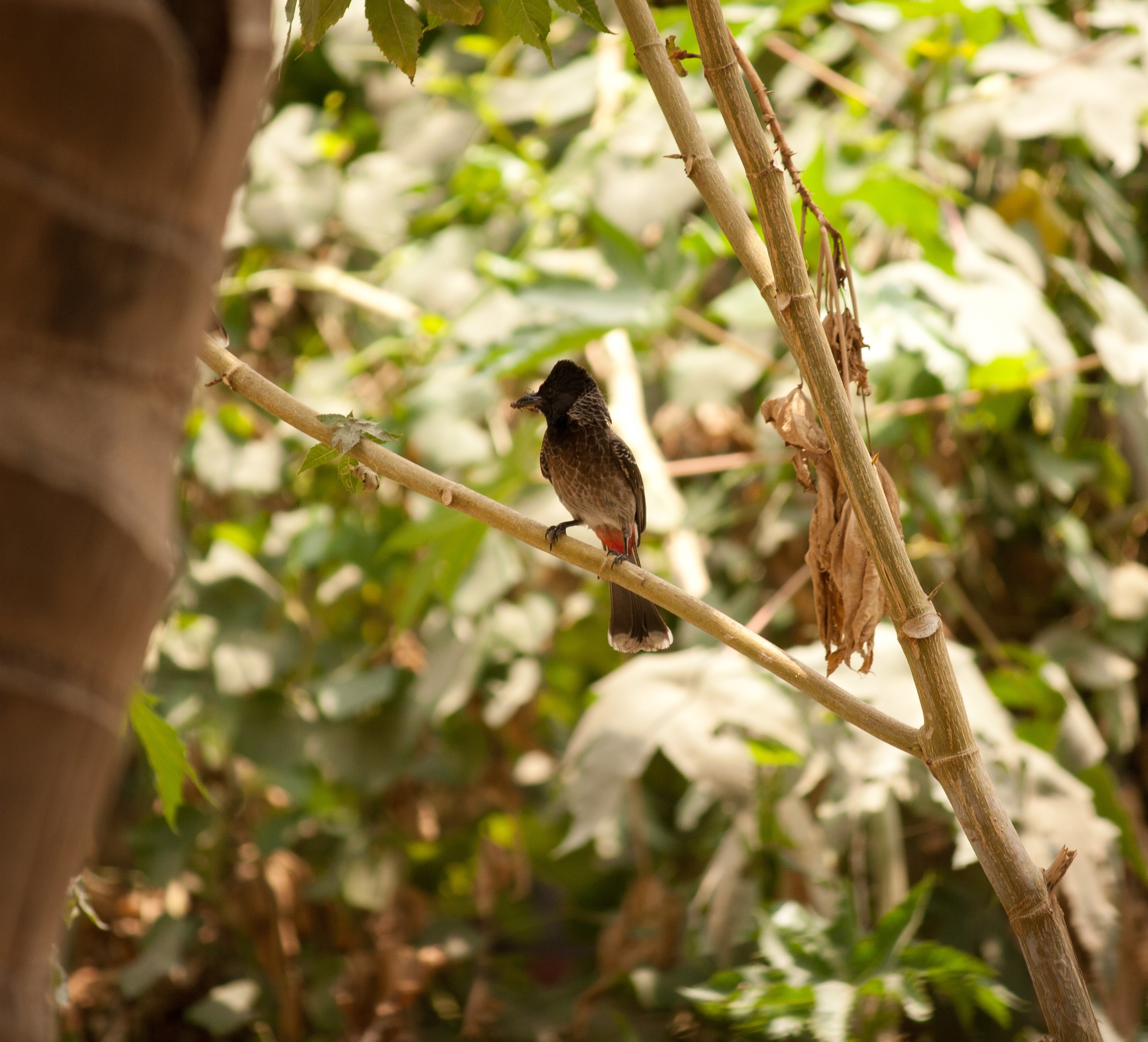 Bulbul Redvented free image download