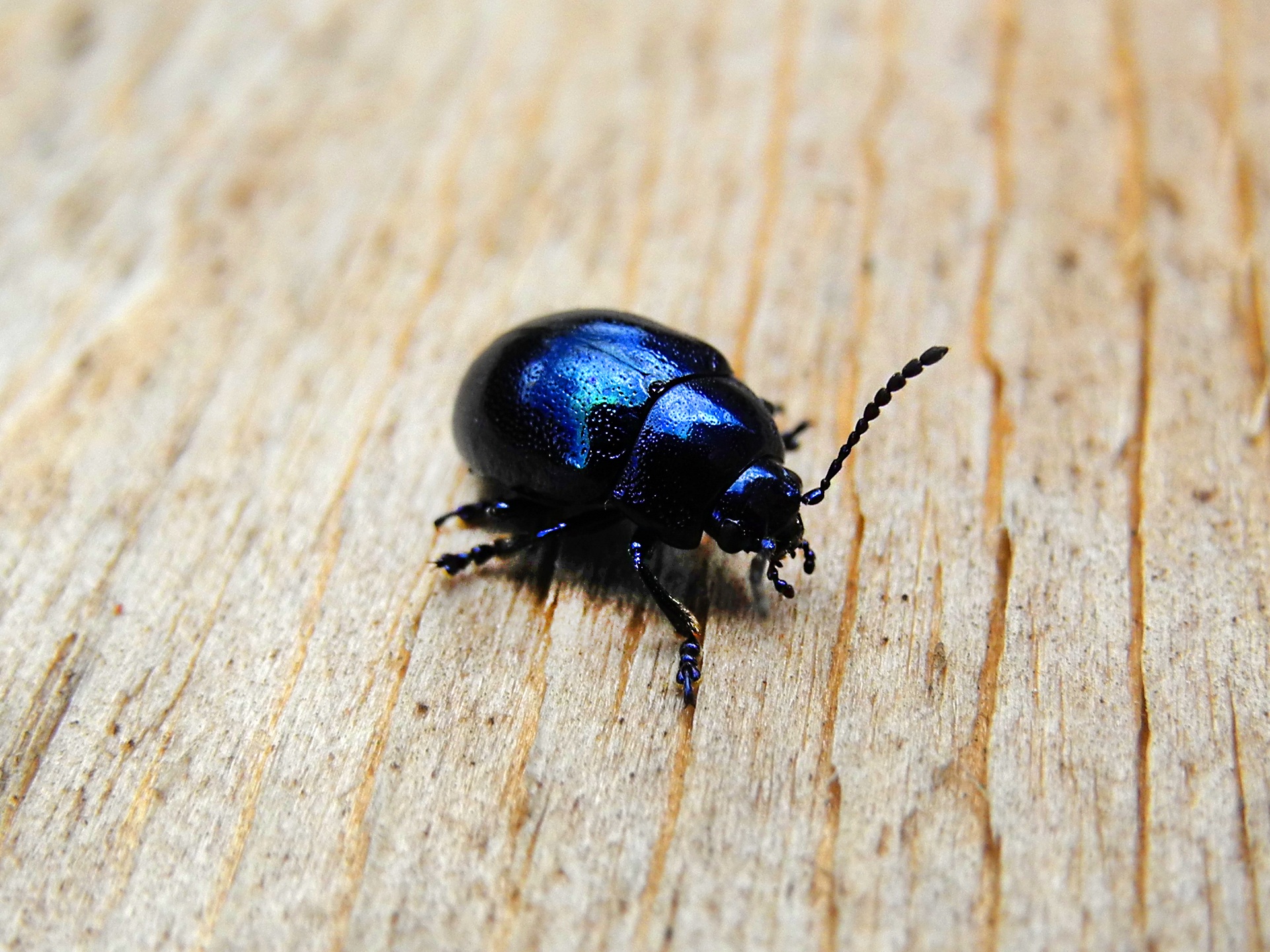 Shining black and blue beautiful beetle free image download
