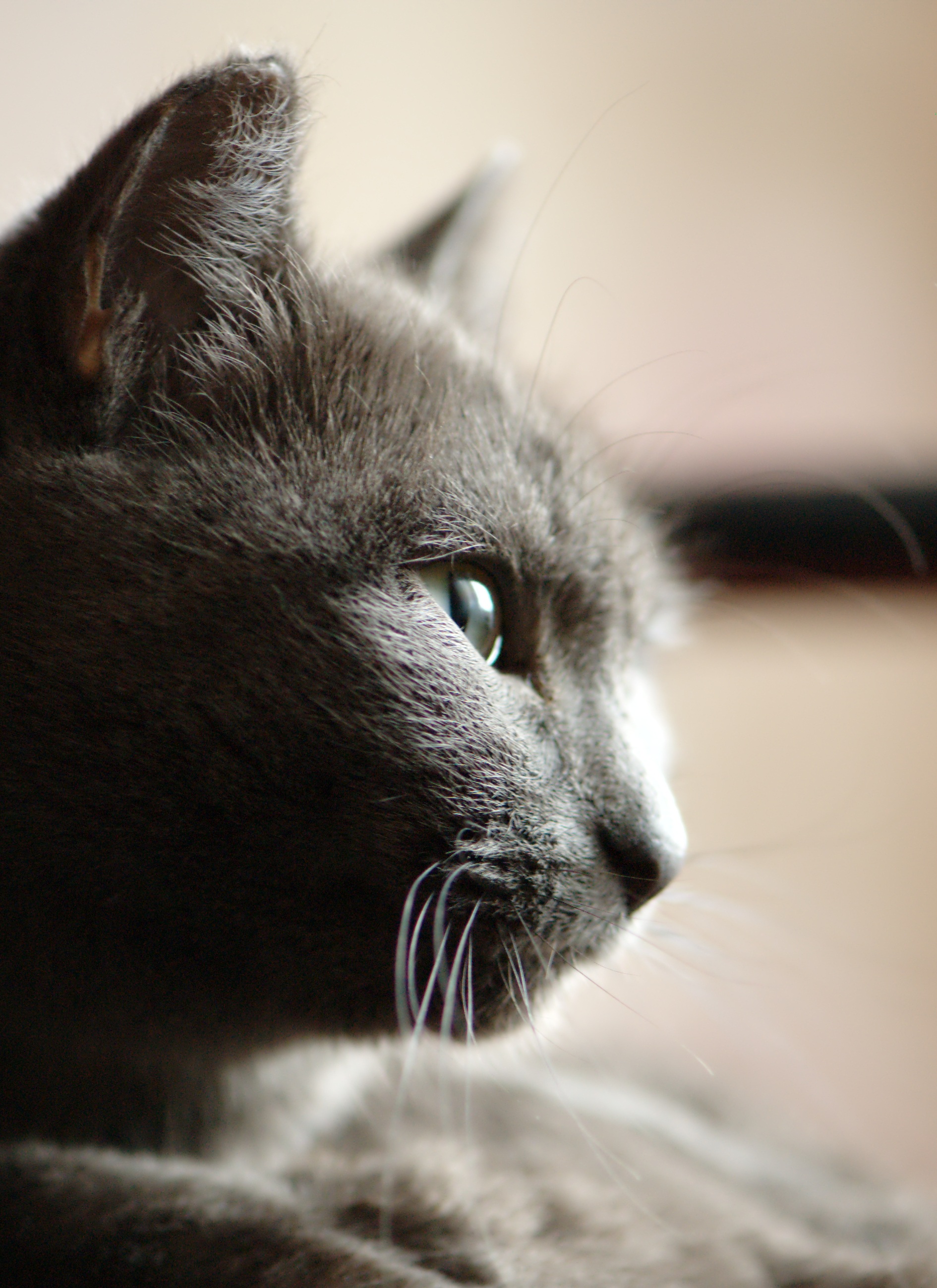 Portrait of a gray cat in profile free image download