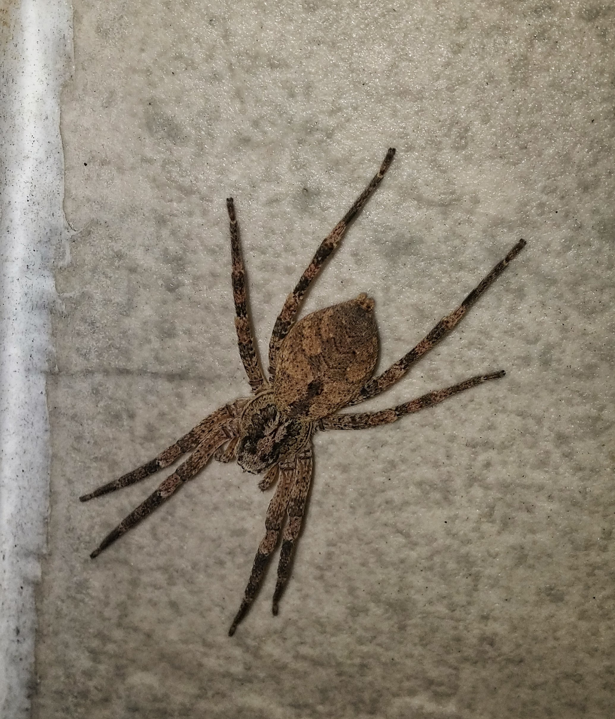 Closeup of a fishing spider free image download