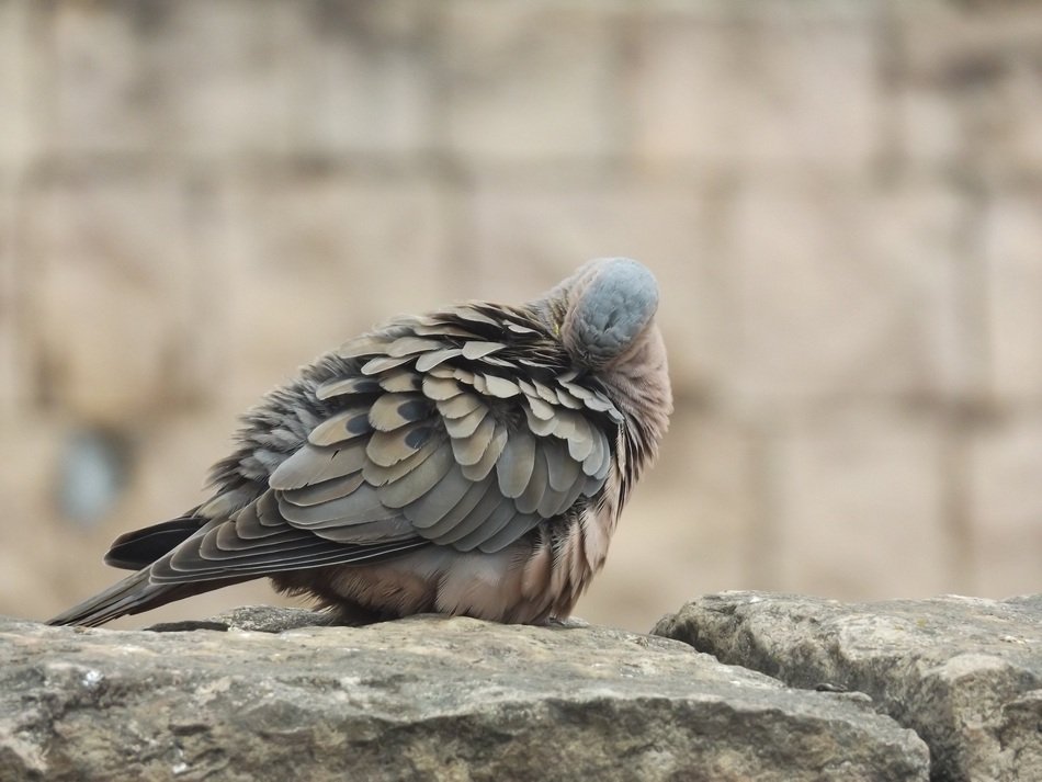 Colorful beautiful fluffy dove on a stone on the island of Tortola free ...