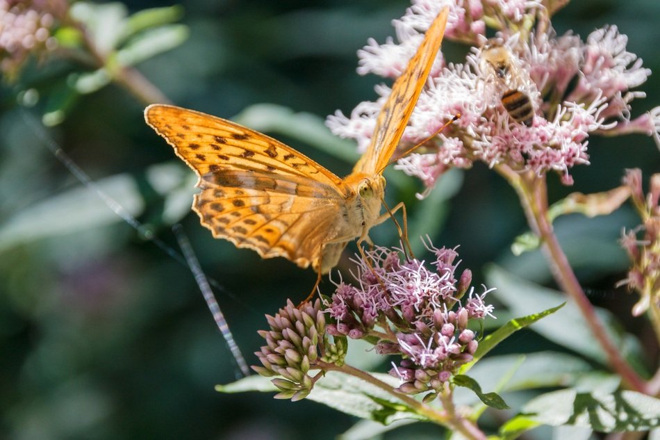 Orange butterfly on the bush free image download
