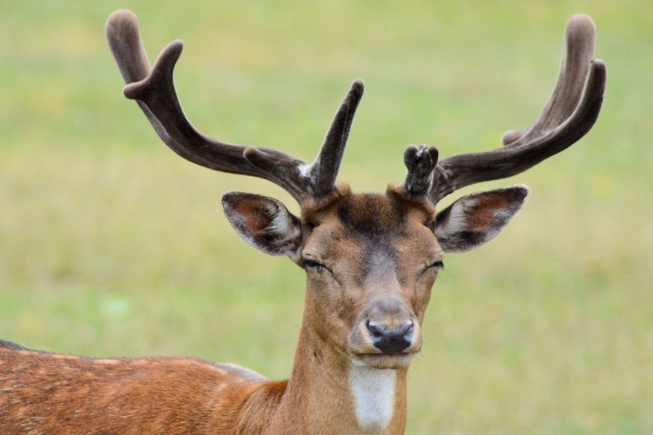Fallow deer in summer free image download