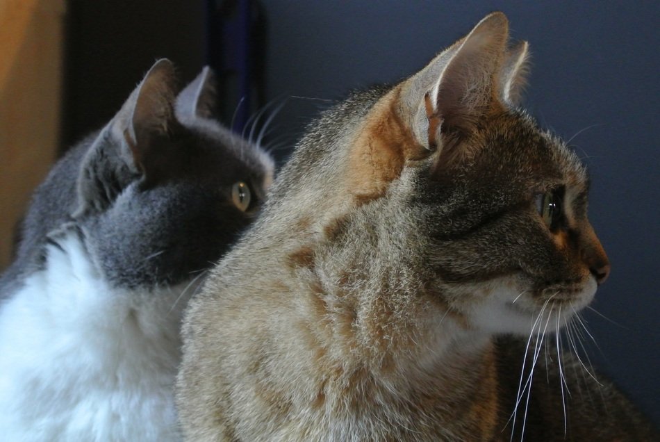 Striking Cats Malai free image download