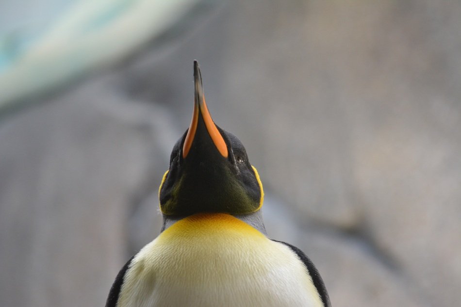 Lovely Penguin Bird free image download
