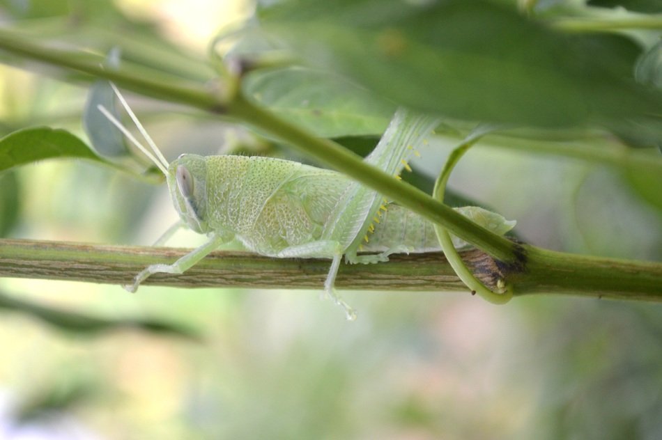 New green Grasshopper on branch free image download